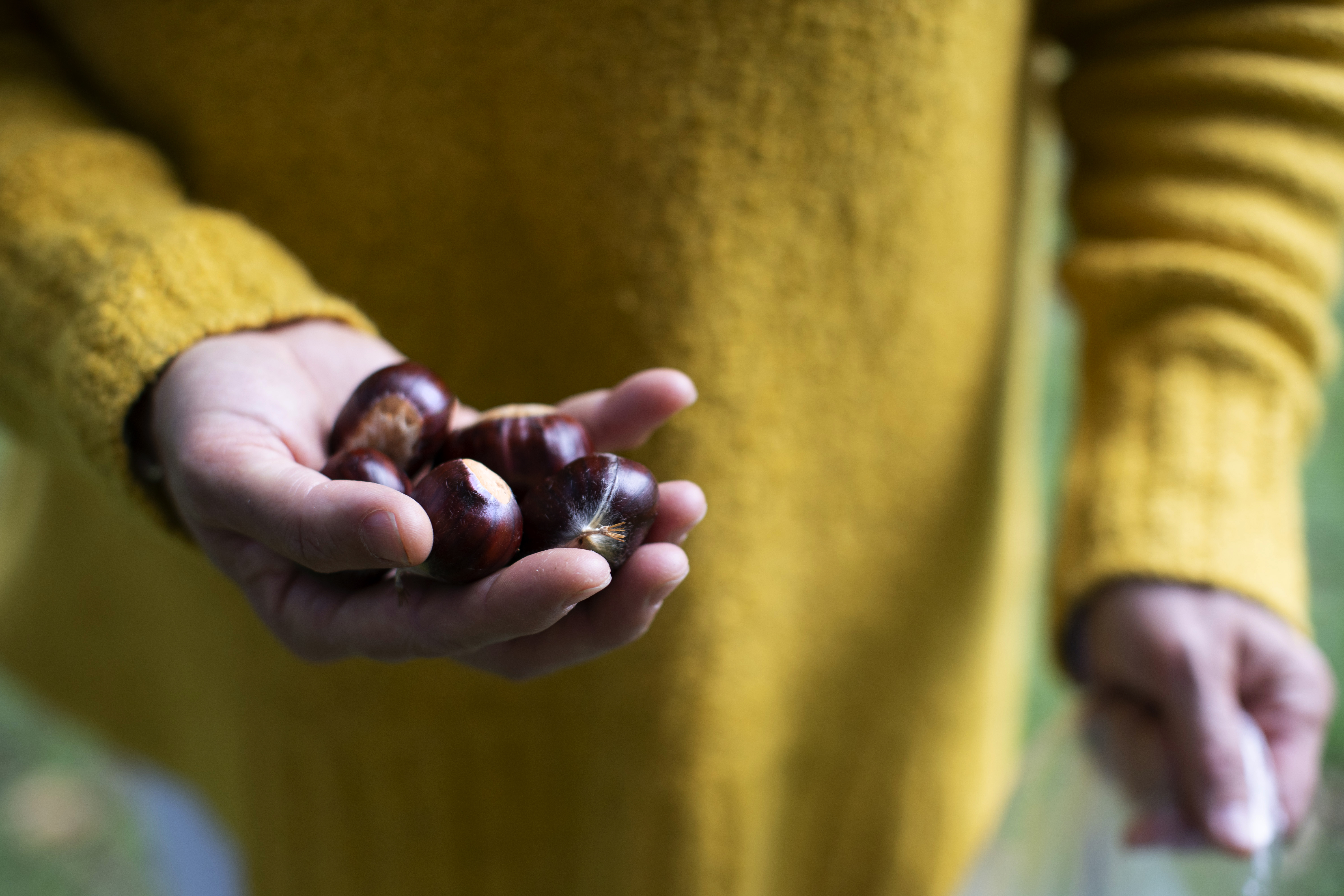 Chestnut hunting in Portland - oregonlive.com