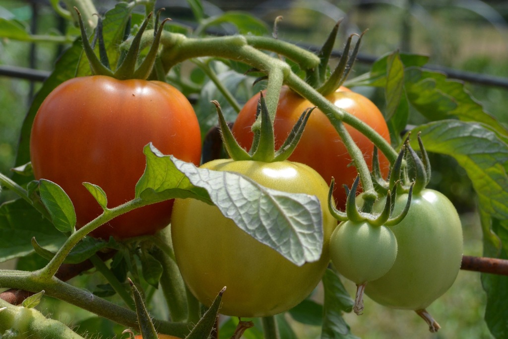 Tips and favorite tomato varieties for Oregon - oregonlive.com