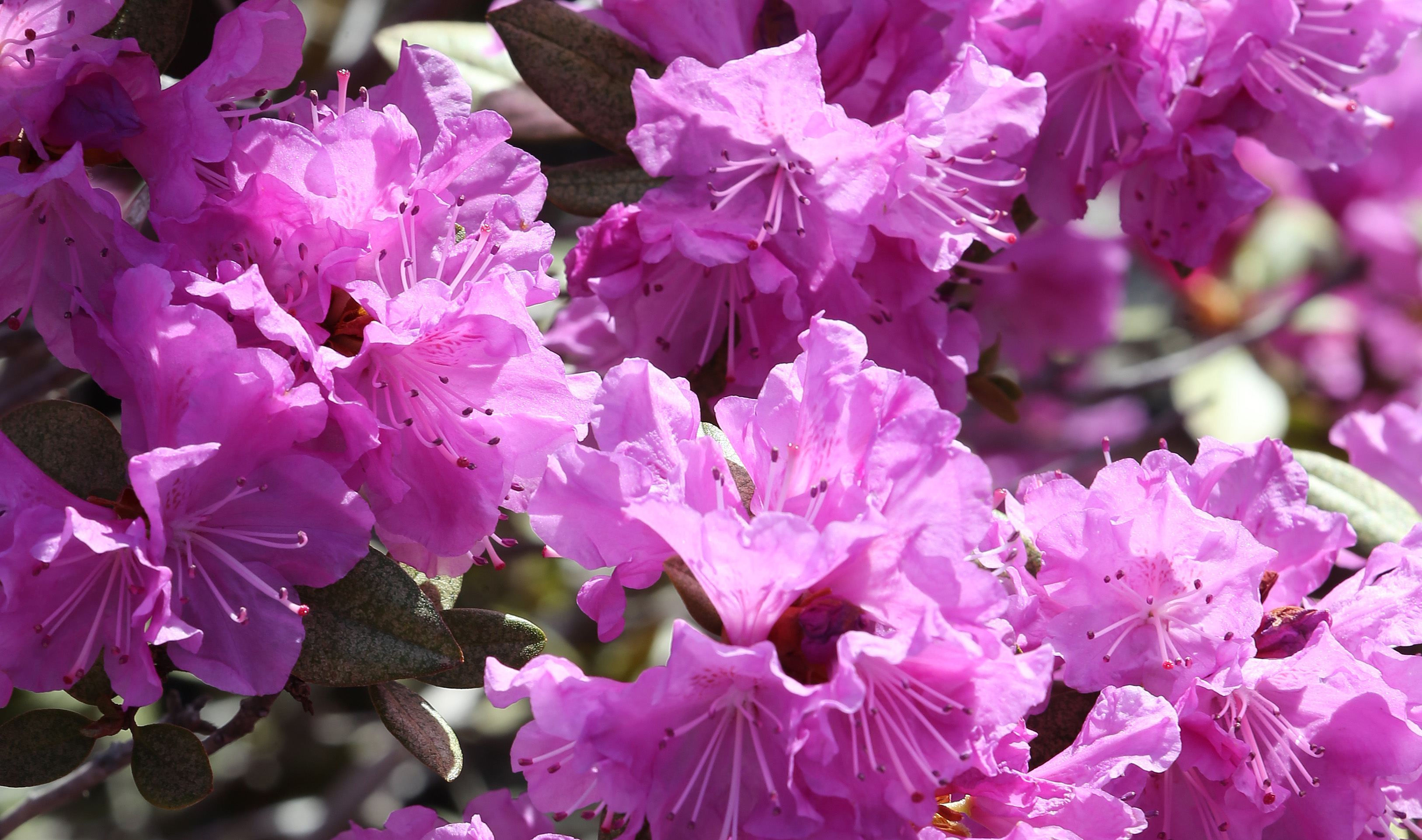 Spring is in the Northeast Ohio air 2022 - cleveland.com