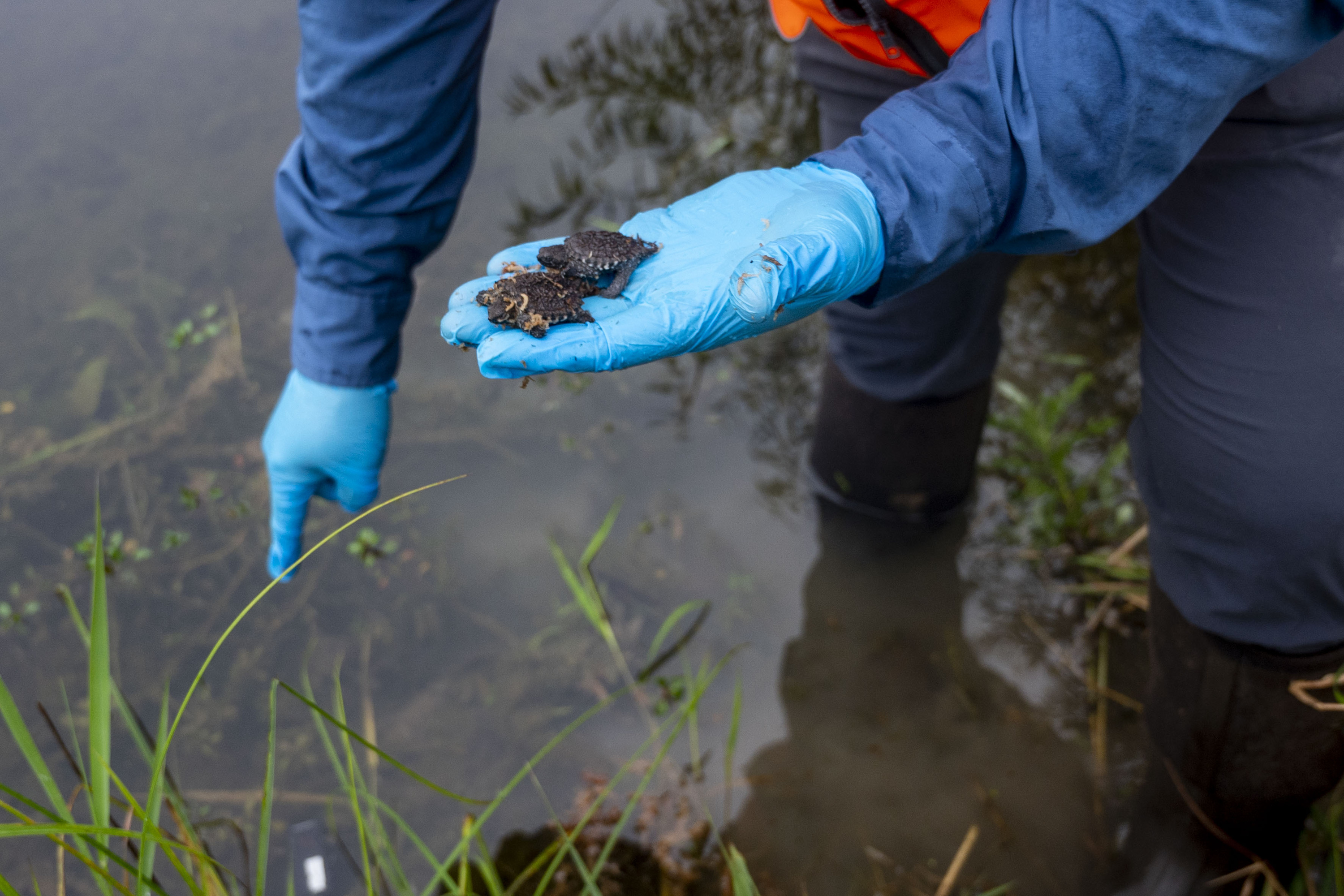 Turtles raised in captivity released into wetlands as part of ...
