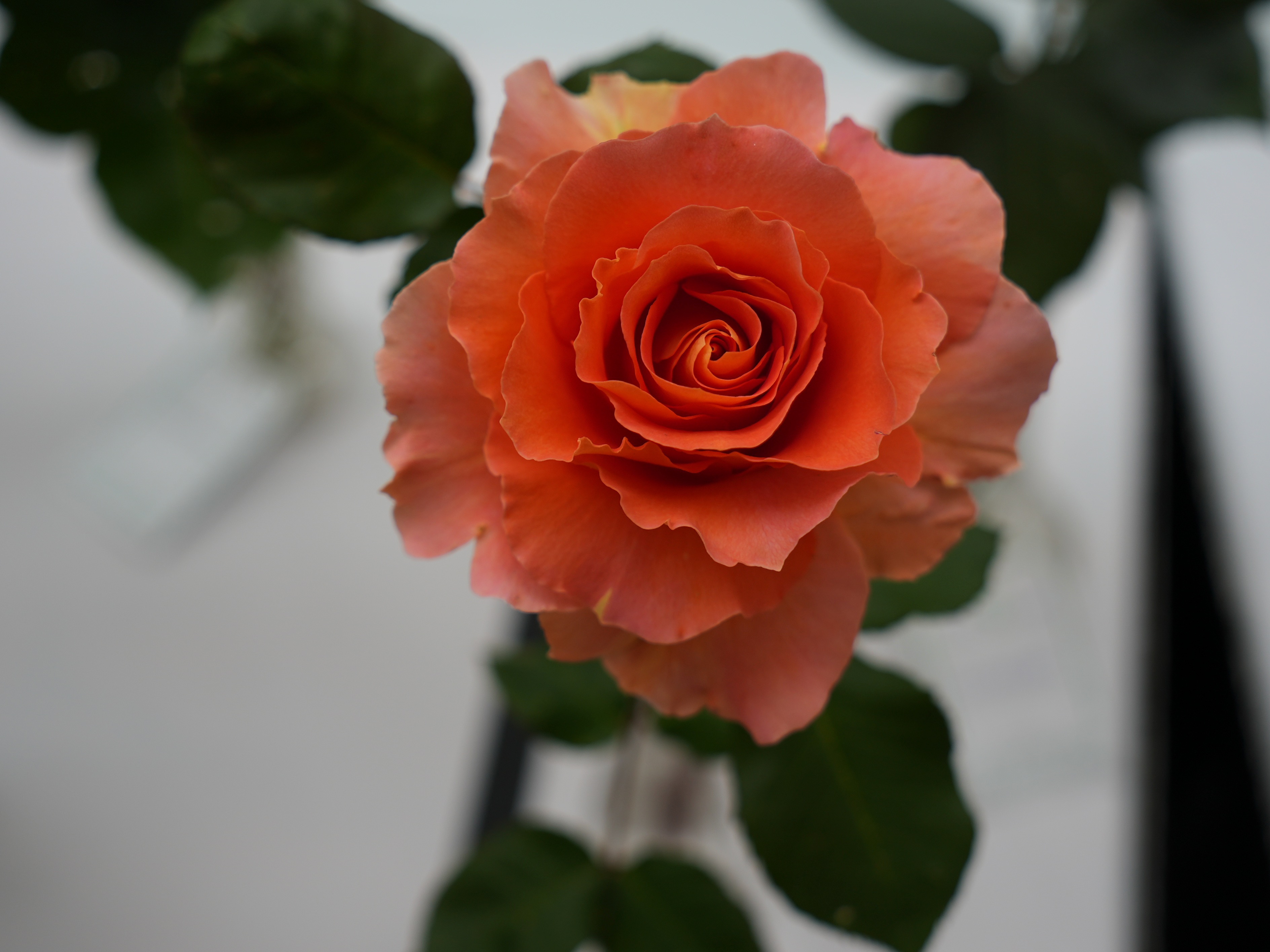 2022 Spring Rose Show - oregonlive.com