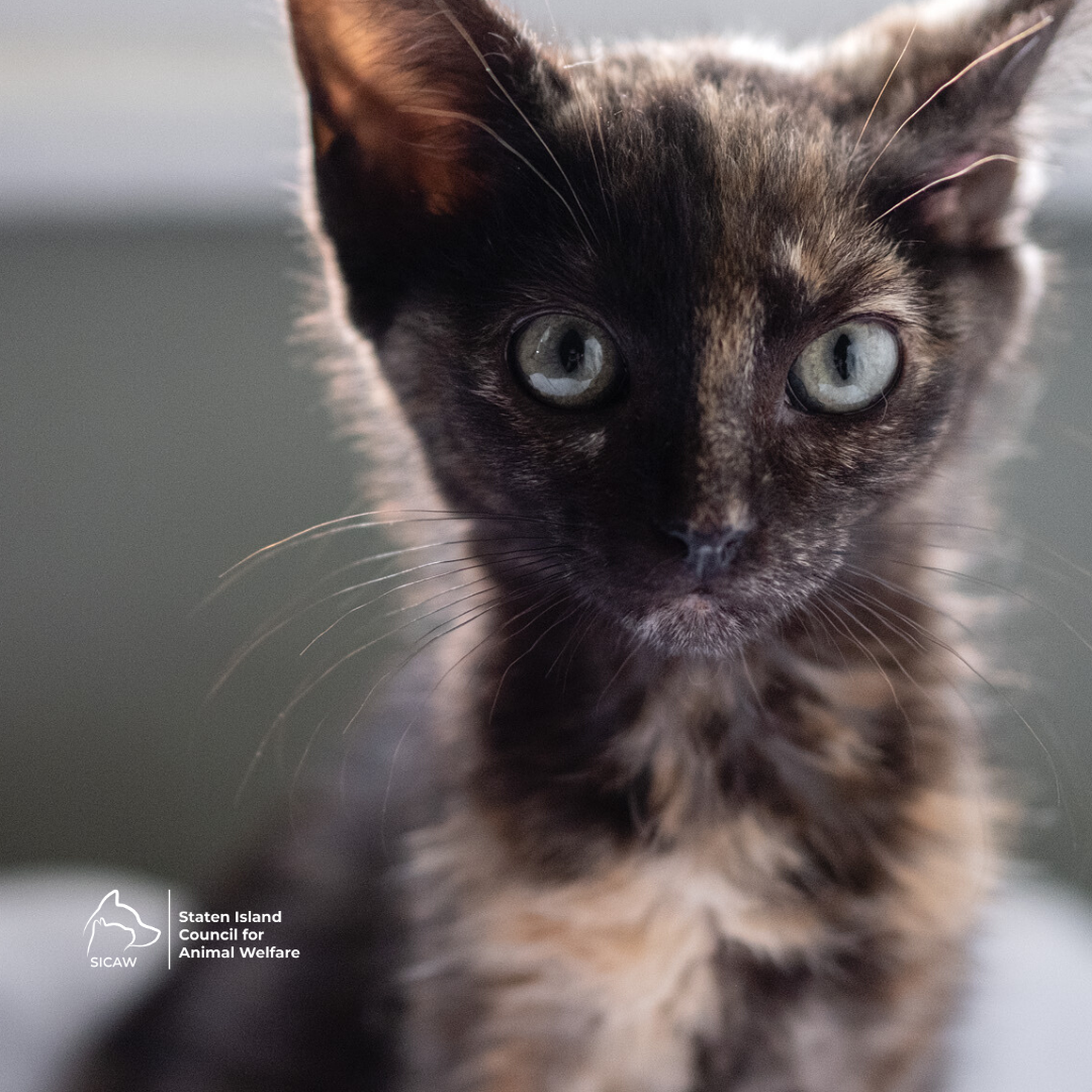 These 14 loves will make you smile: July 18-19 - silive.com