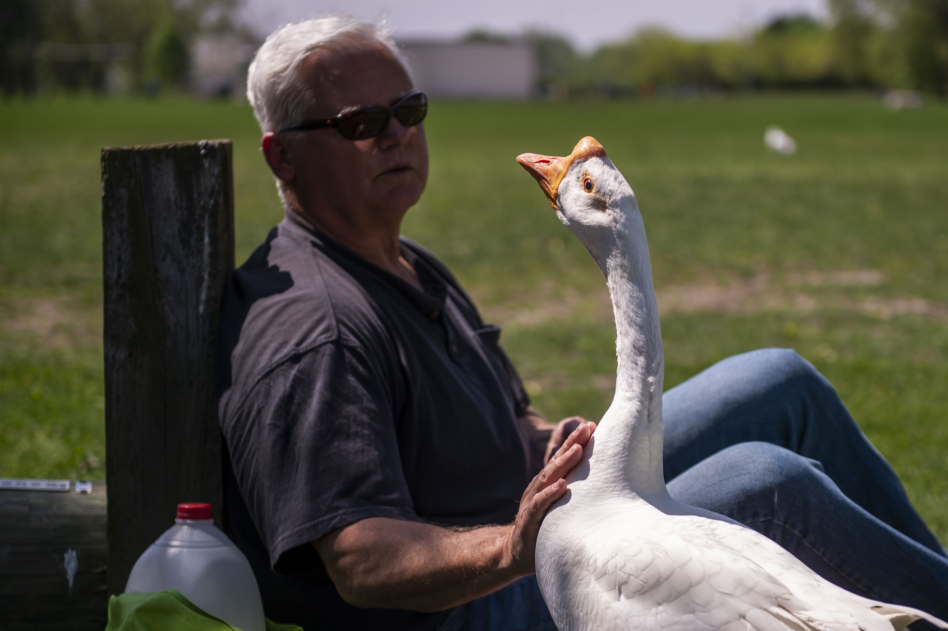 Bay City Bigelow Park’s singular white goose has died - mlive.com