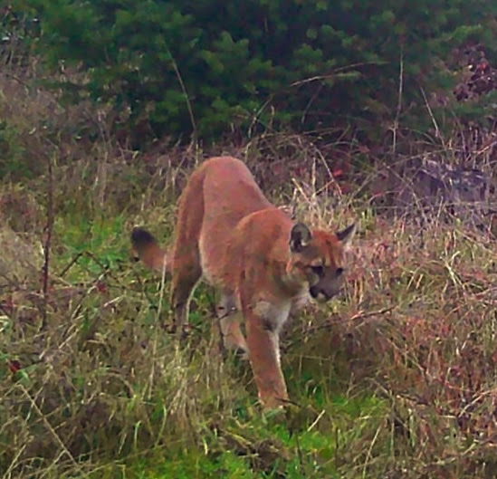 Kristof Vineyard debut releases - oregonlive.com