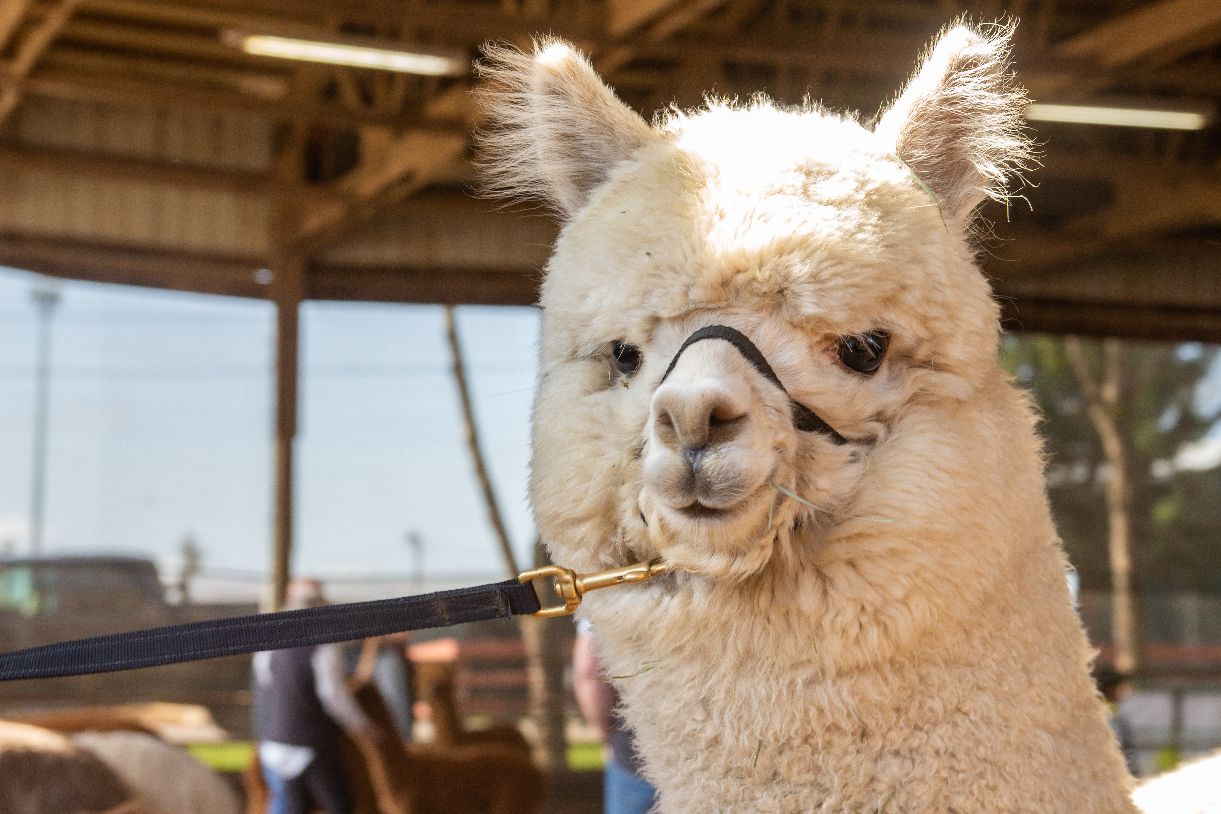 Award-winning alpacas compete in McMinnville - oregonlive.com