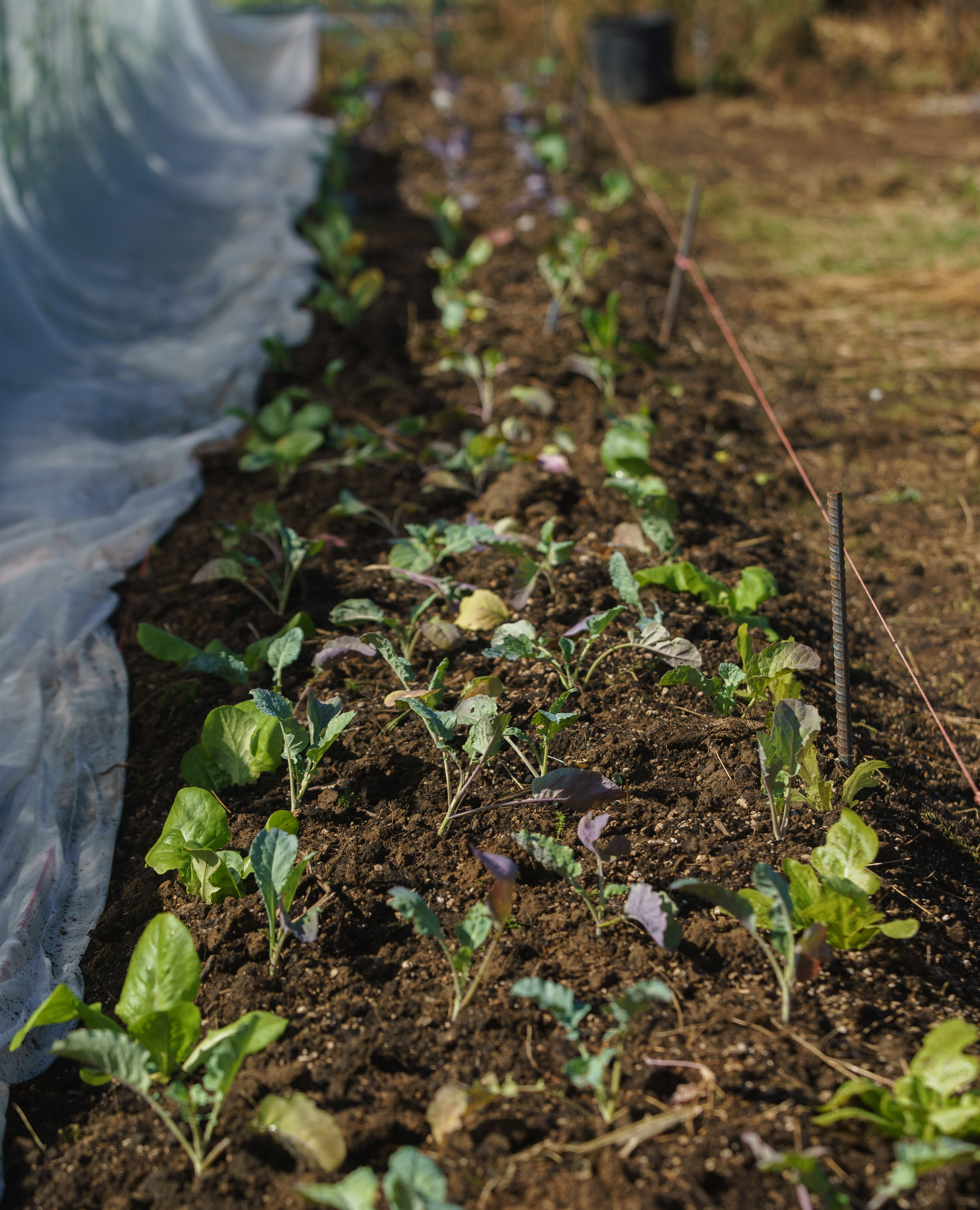 Native American Youth and Family Center's community garden - oregonlive.com