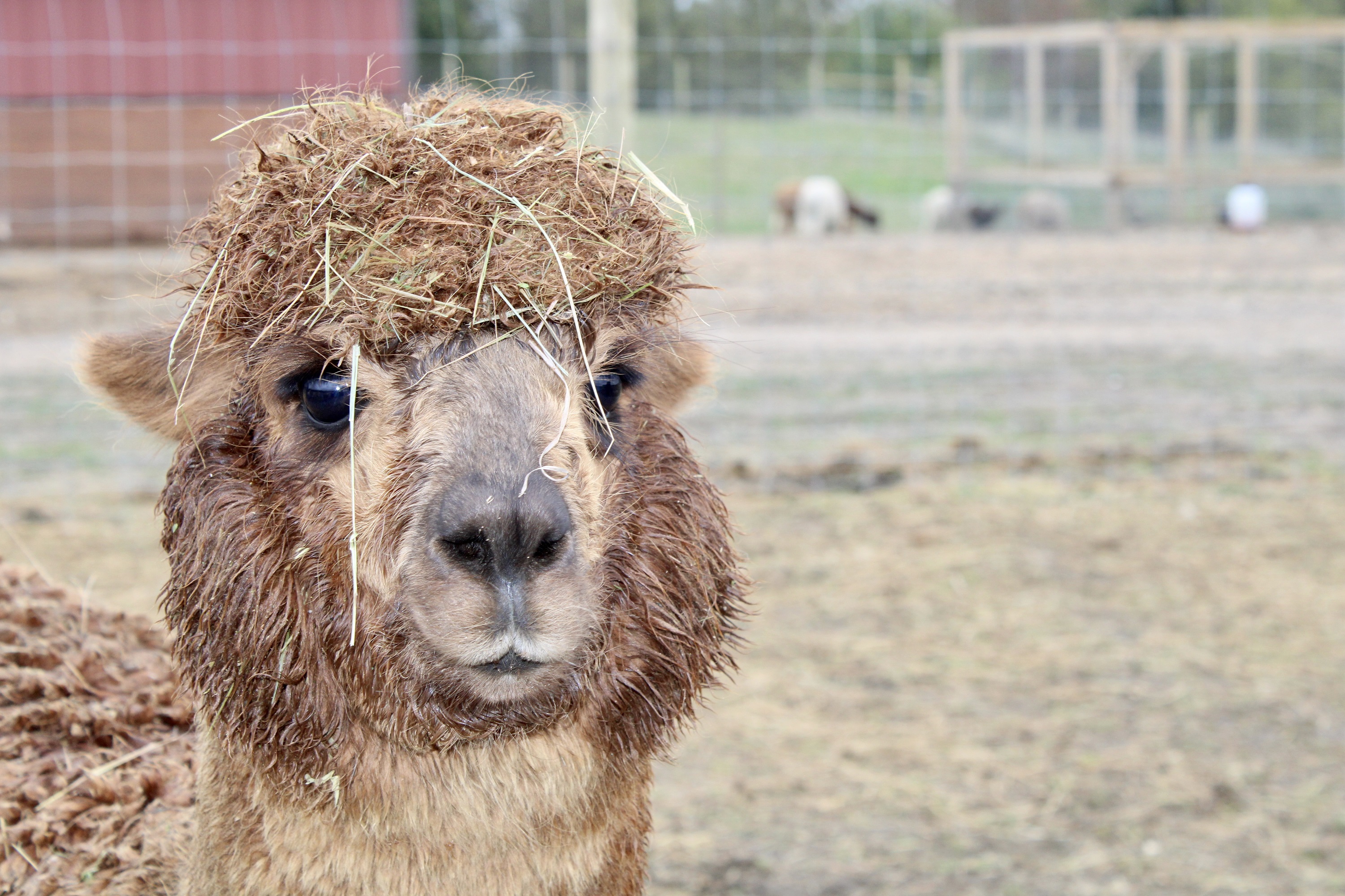 These friendly alpacas will eat out of your hand - mlive.com