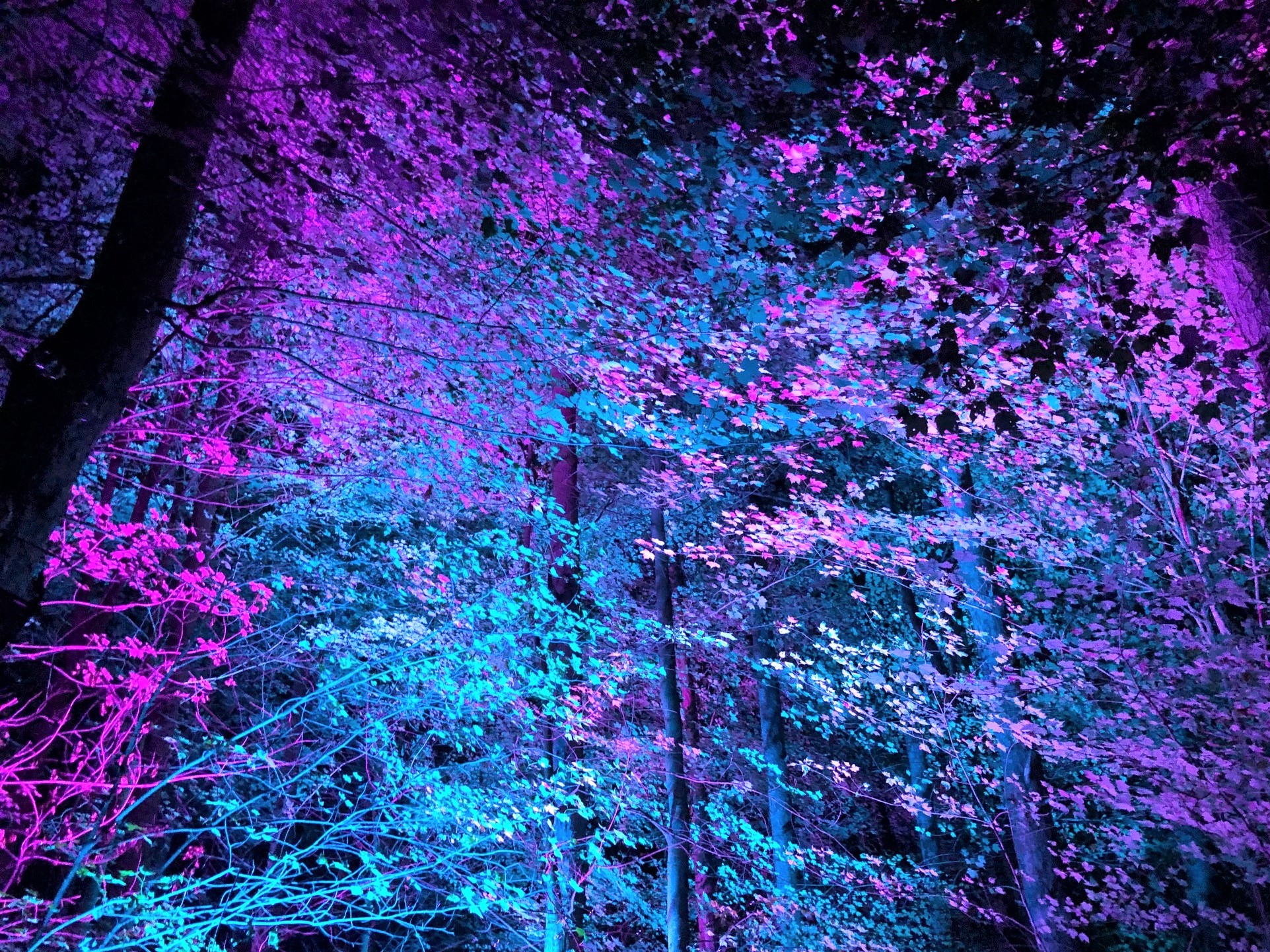 Glenlore Trails forest light show experience - mlive.com