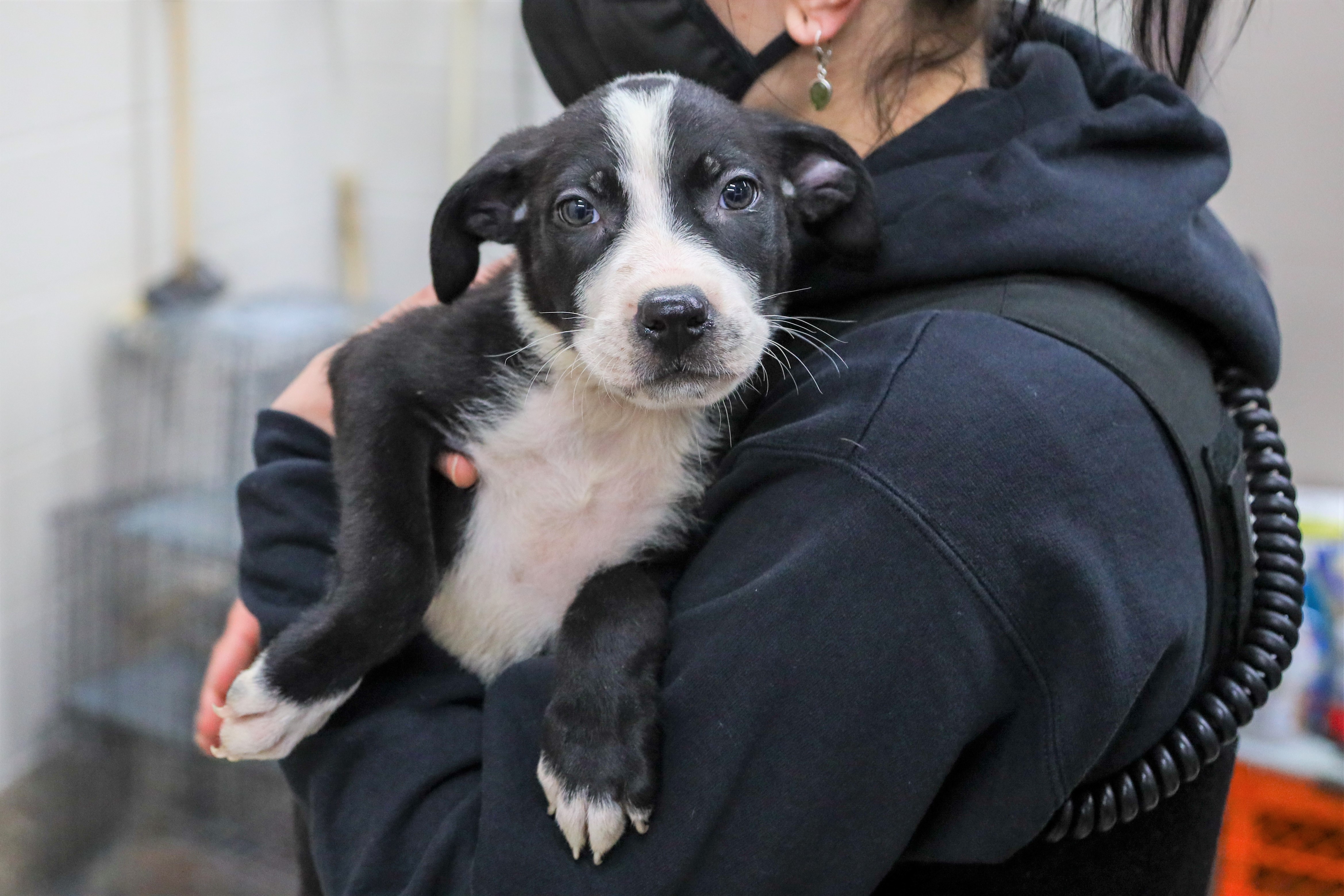 17 puppies taken in by the Michigan Humane Society - mlive.com