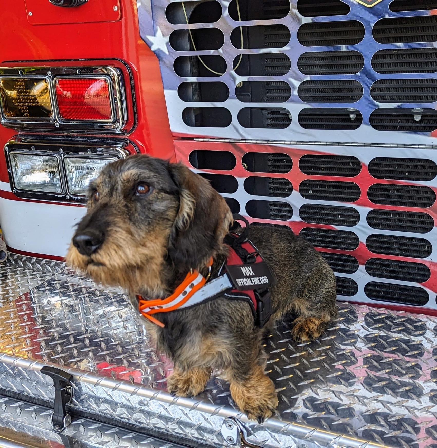 Max the fire dog heads to training - mlive.com