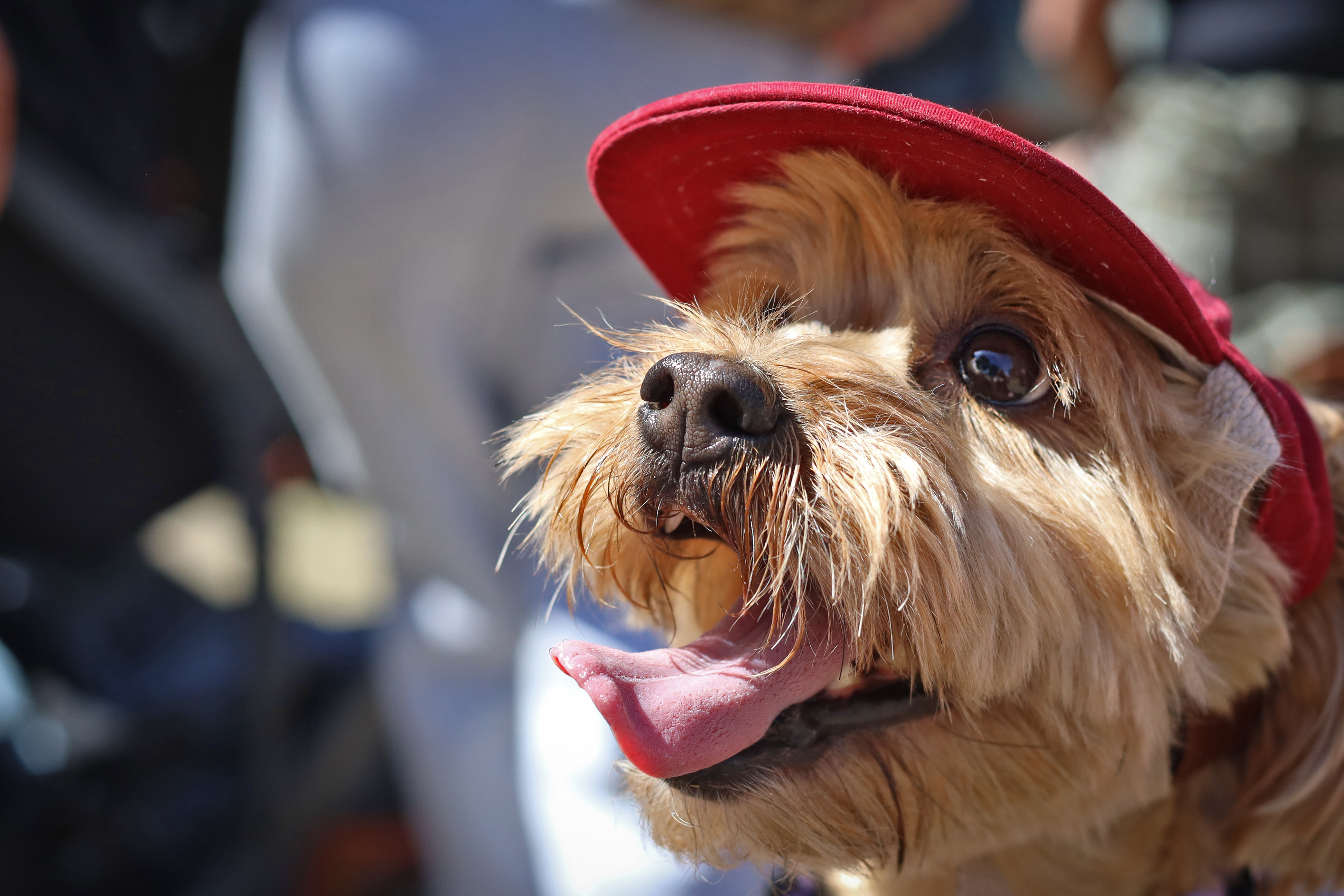Oregon Humane Society Doggie Dash 2025 - oregonlive.com