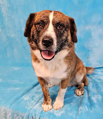 Pets play crucial role in helping people cope with grief and loss. Nov ...