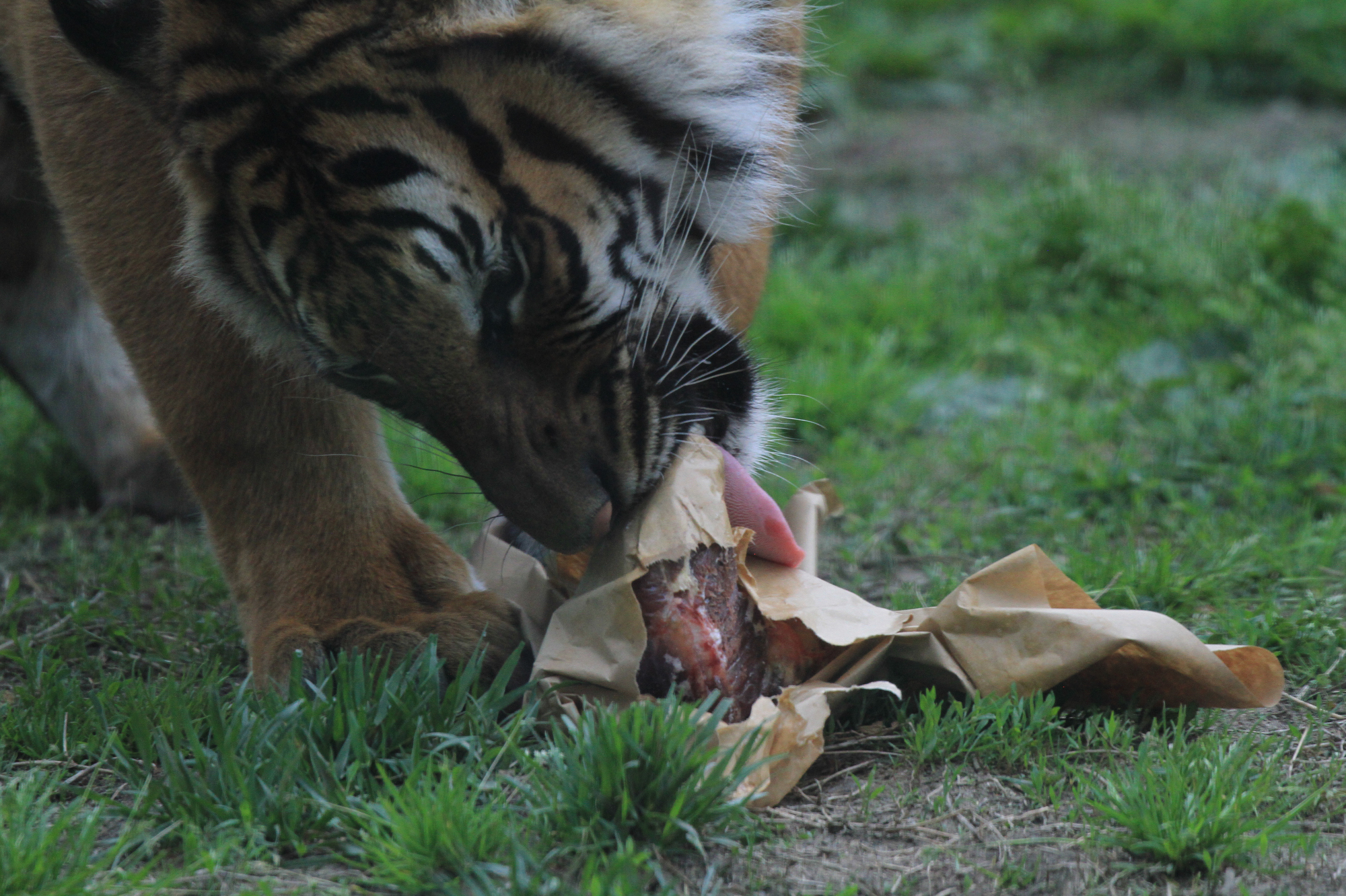 Feeding time at the Cleveland Zoo - cleveland.com