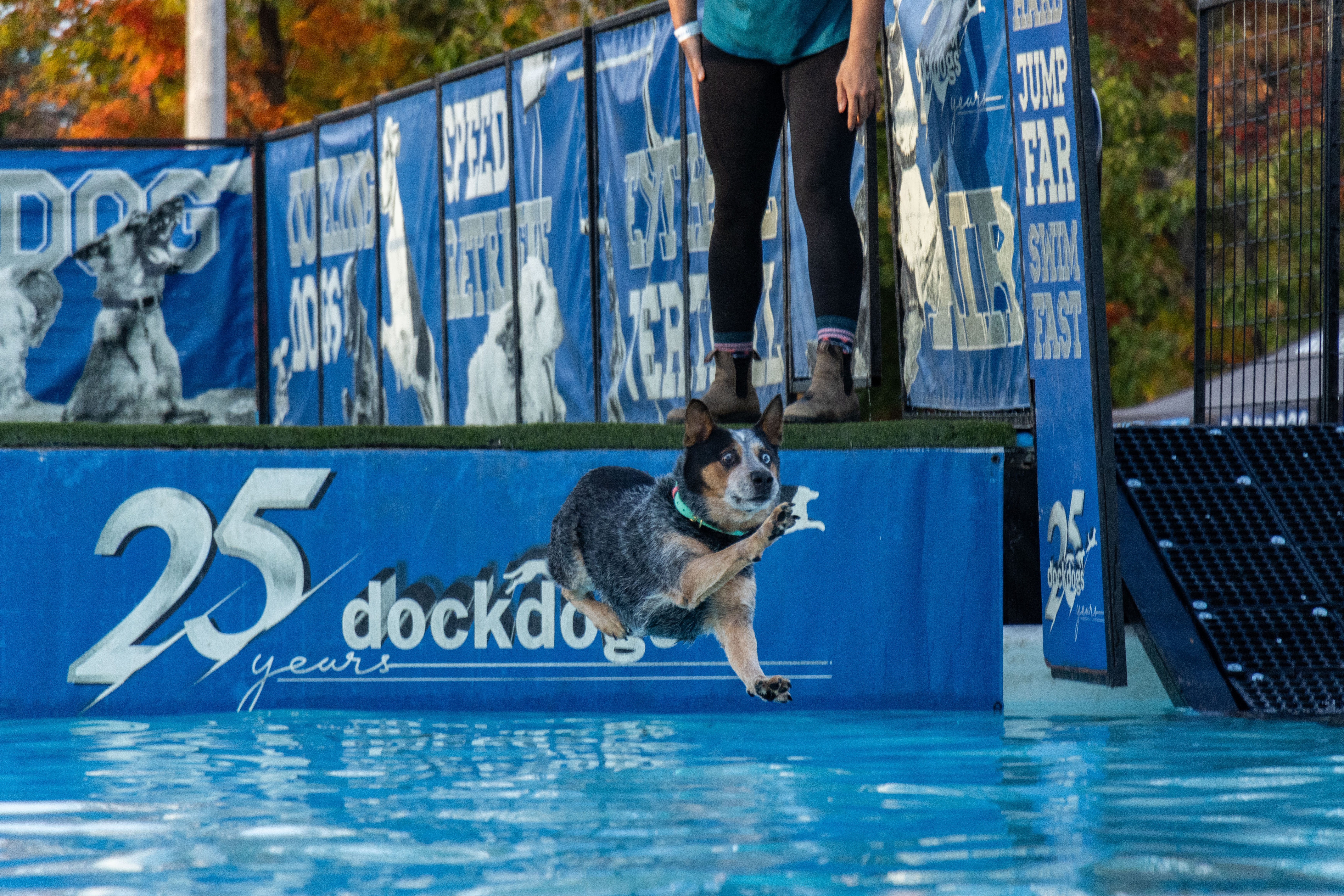 Dock Dogs at 2024 Topsfield Fair - masslive.com