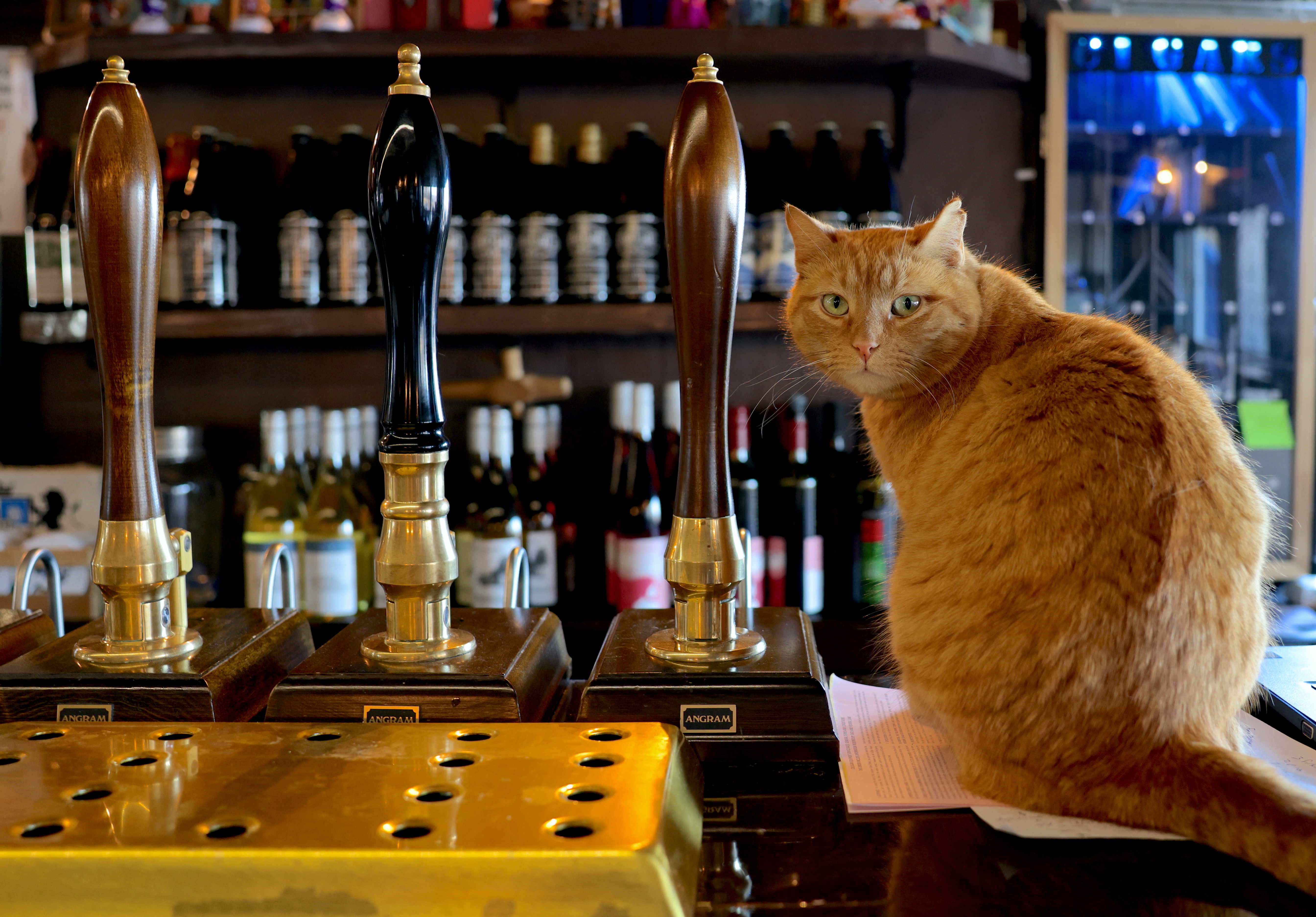 Discover rare cask ales at The Beerocracy on Seneca Lake ...