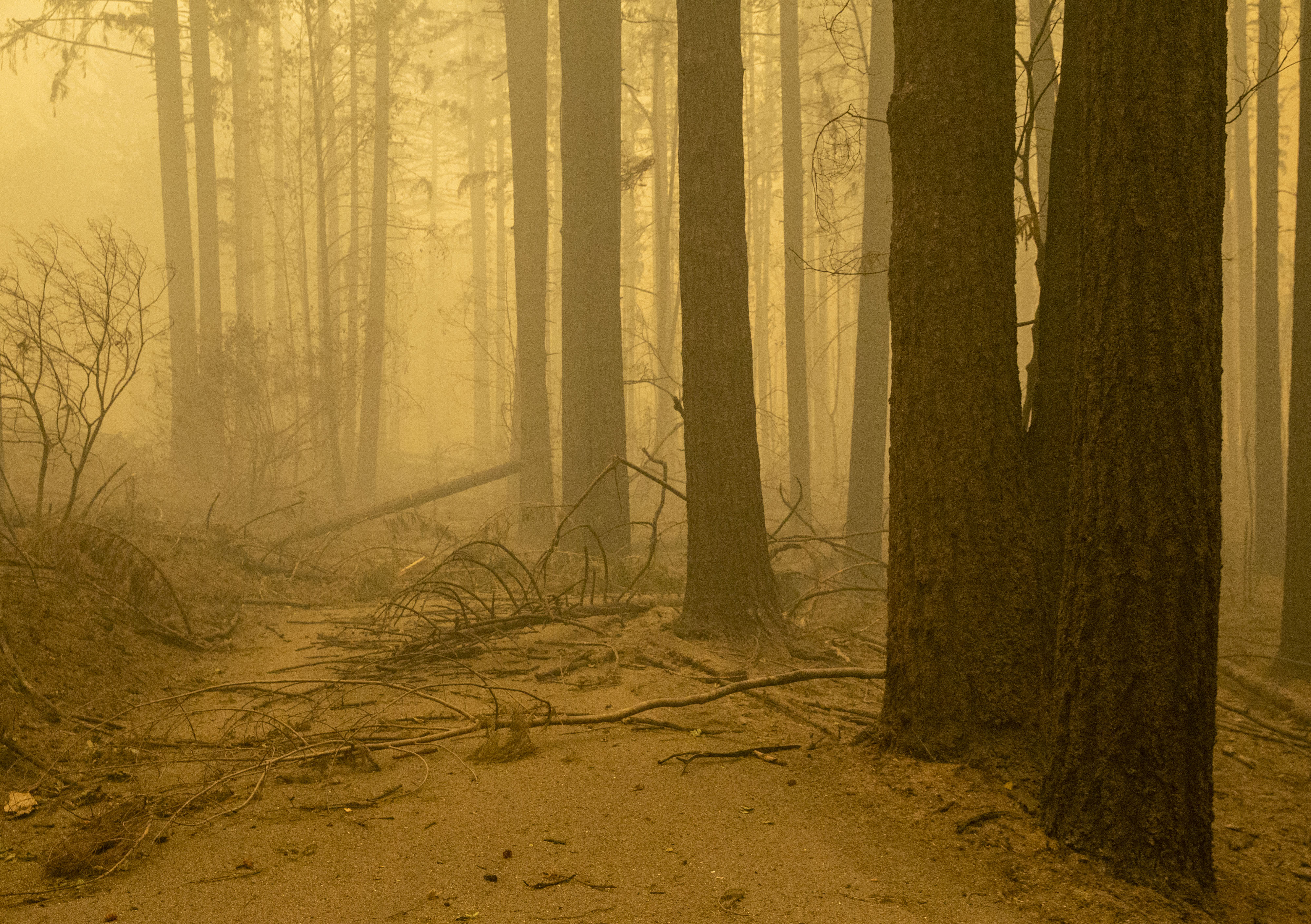 Holiday Farm fire ravages Oregon towns - oregonlive.com