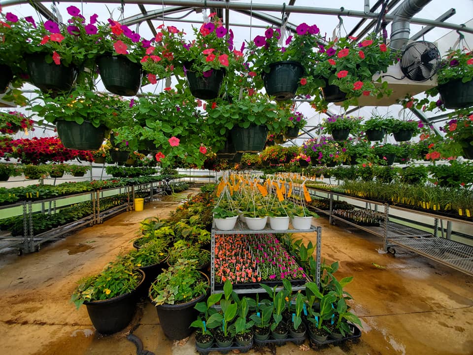Jackson Area Career Center to host annual plant sale - mlive.com