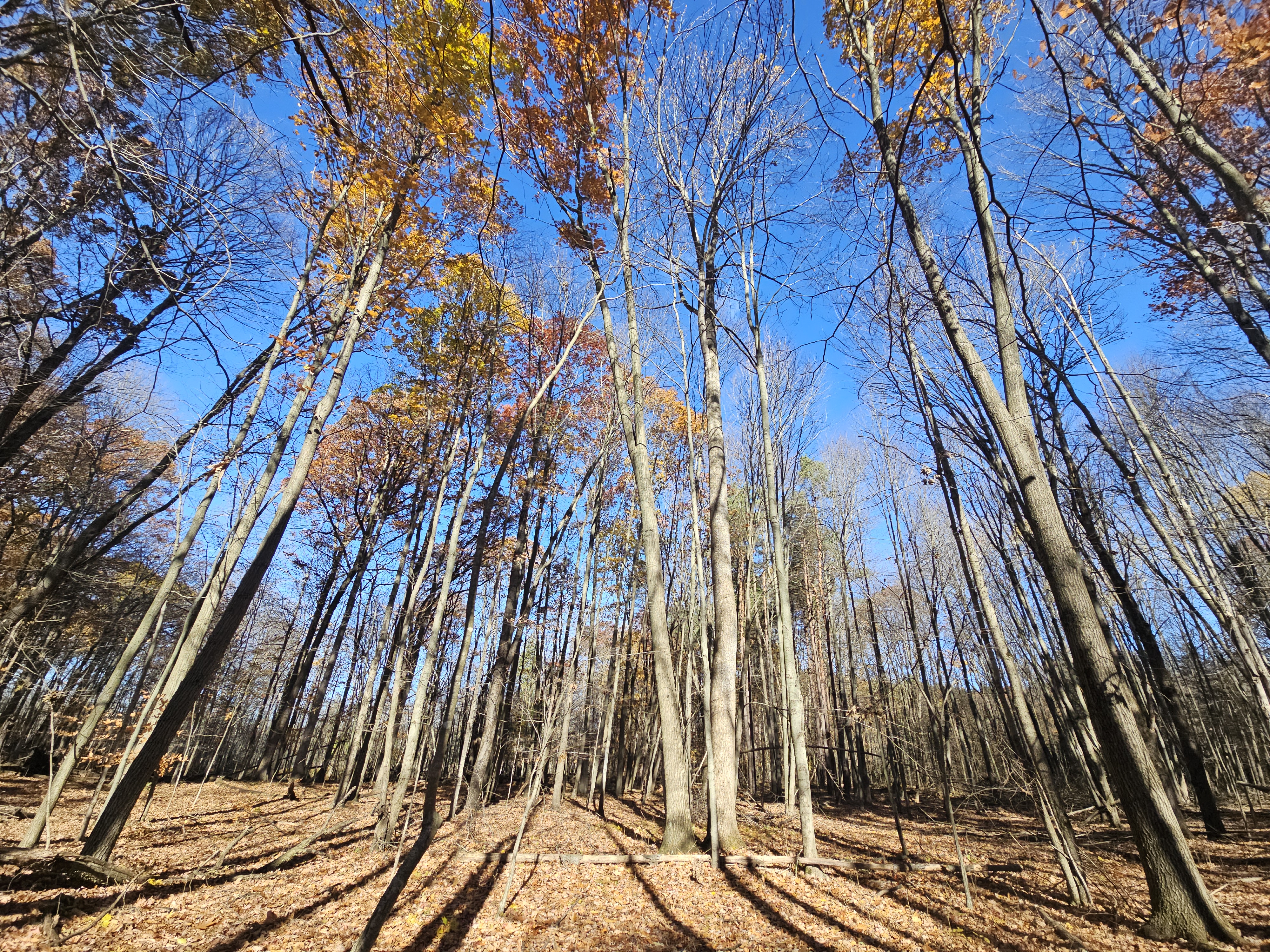 A rare old-growth forest in suburban Detroit - mlive.com