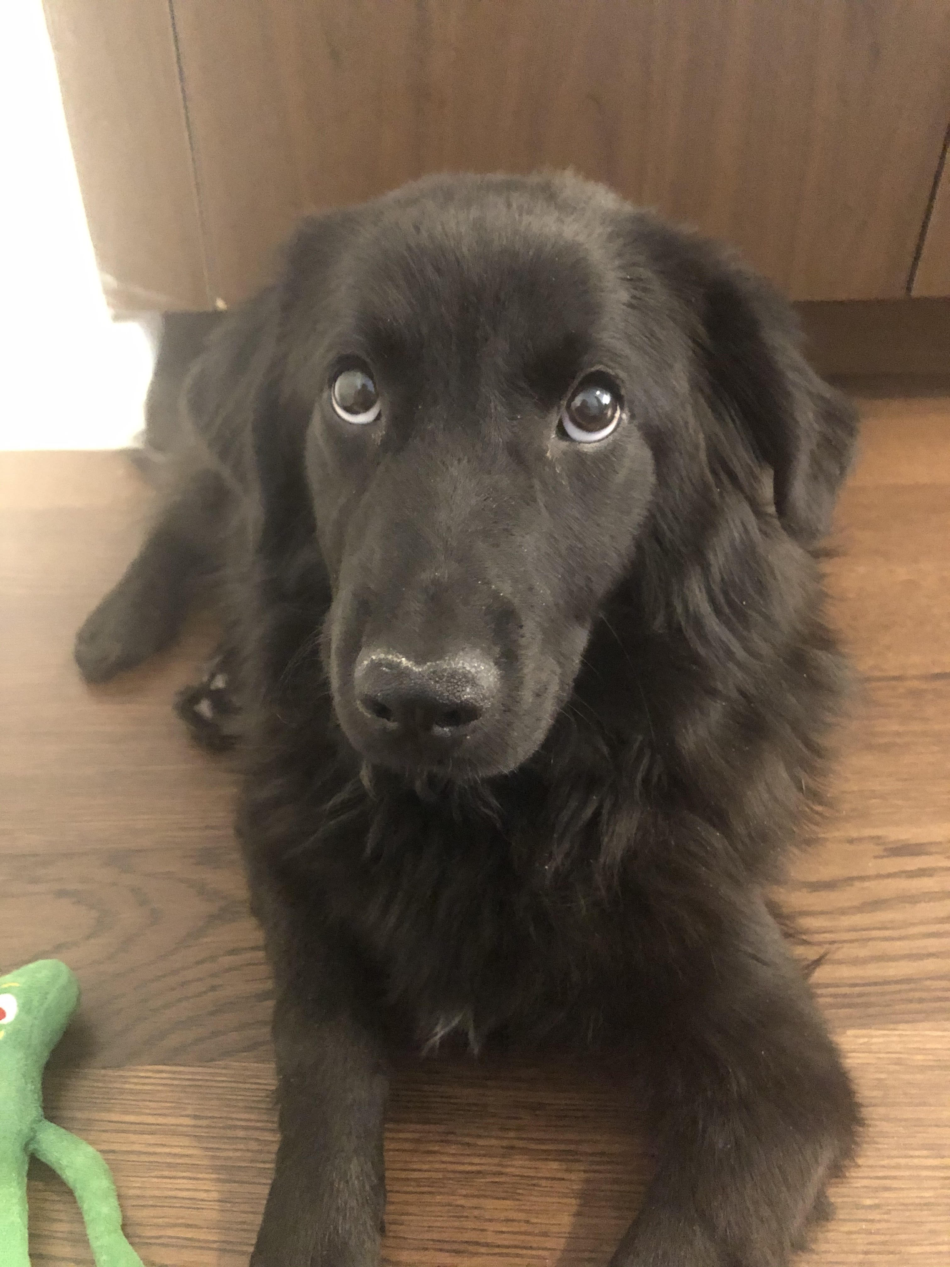 Consider opening your home to a pet in need: October 17-18 - silive.com