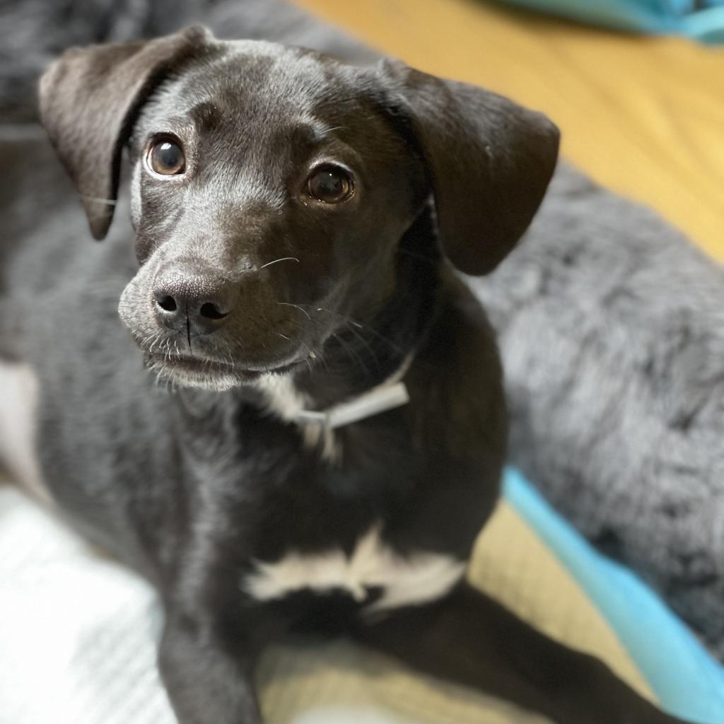 We have an abundance of little friends looking to meet their forever ...