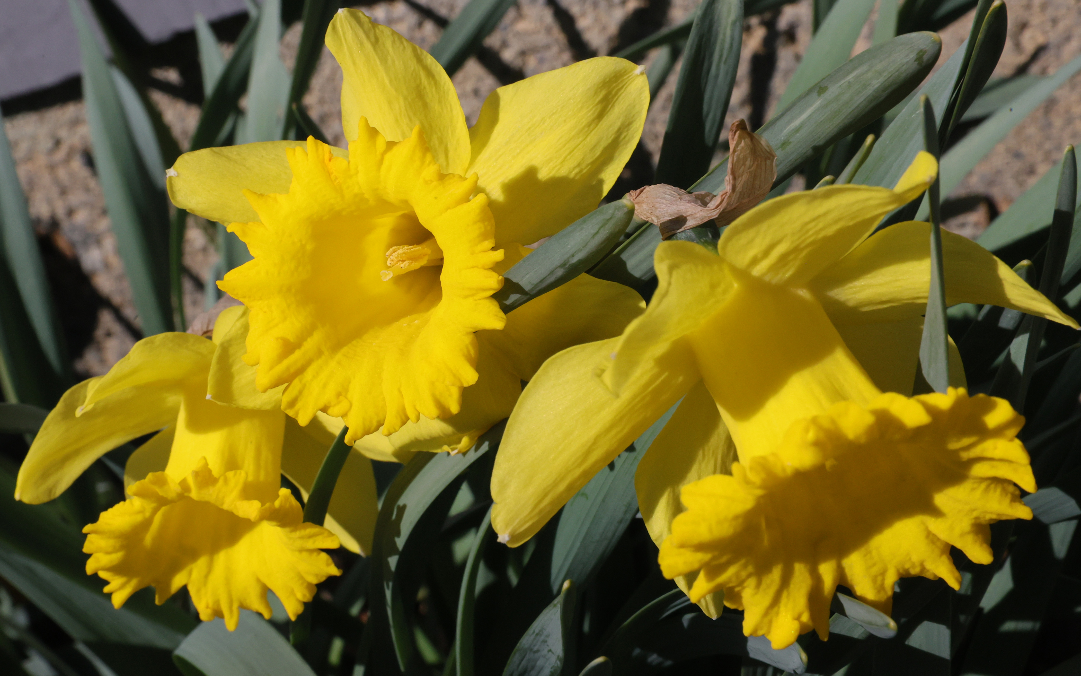 Spring blooms in Northeast Ohio - cleveland.com