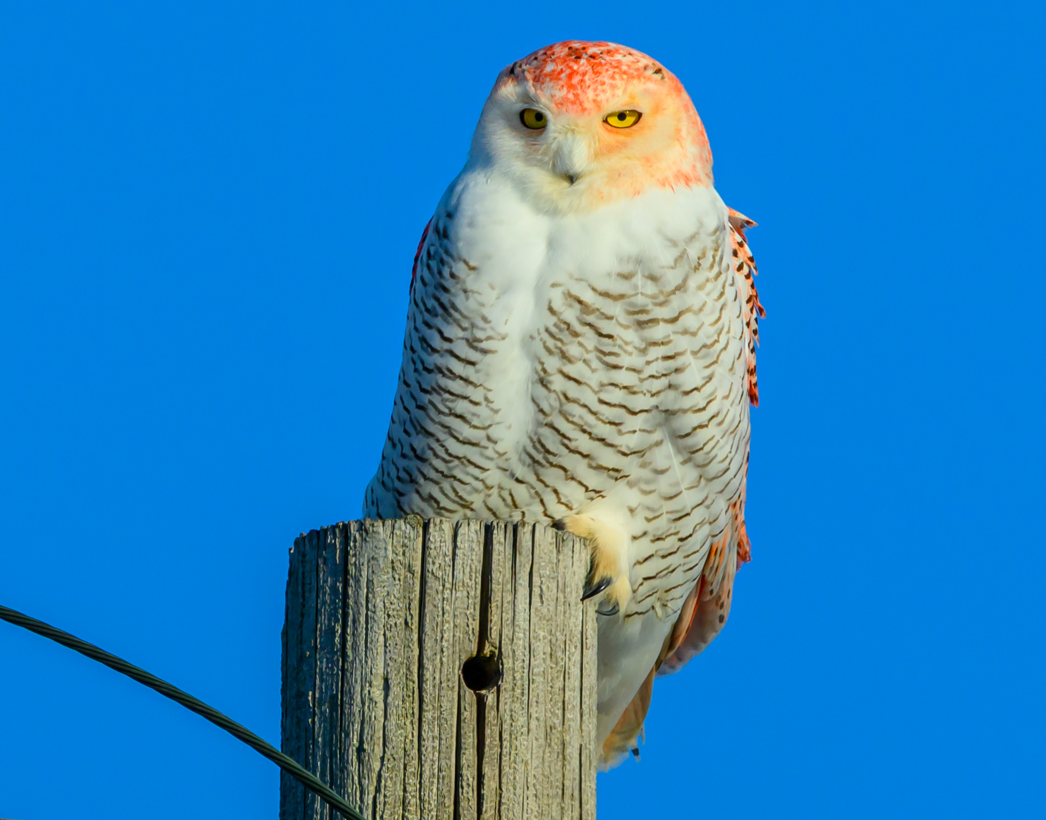 Rufous snowy owl found in Michigan - mlive.com