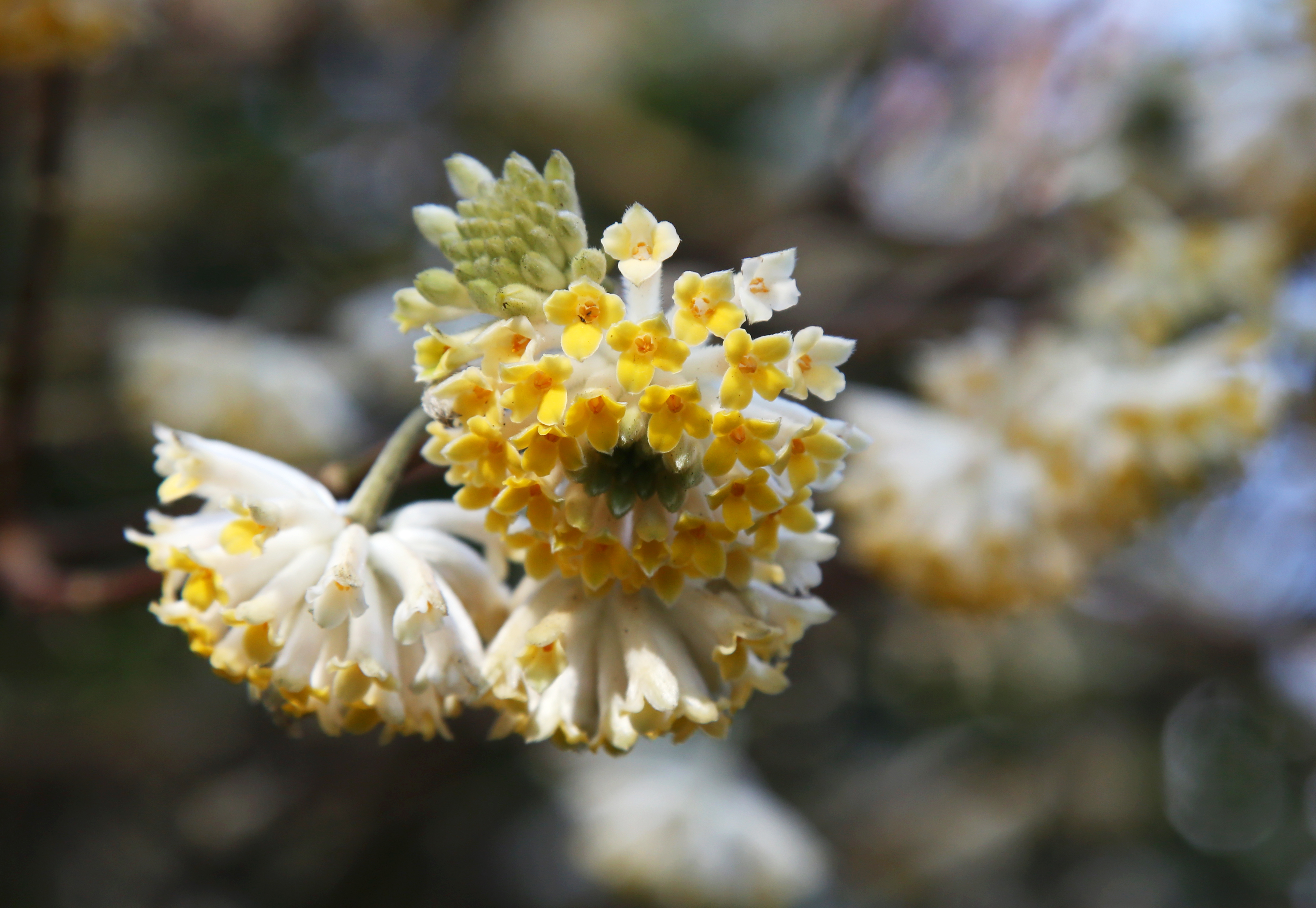 Early spring at Portland's gardens and parks - oregonlive.com