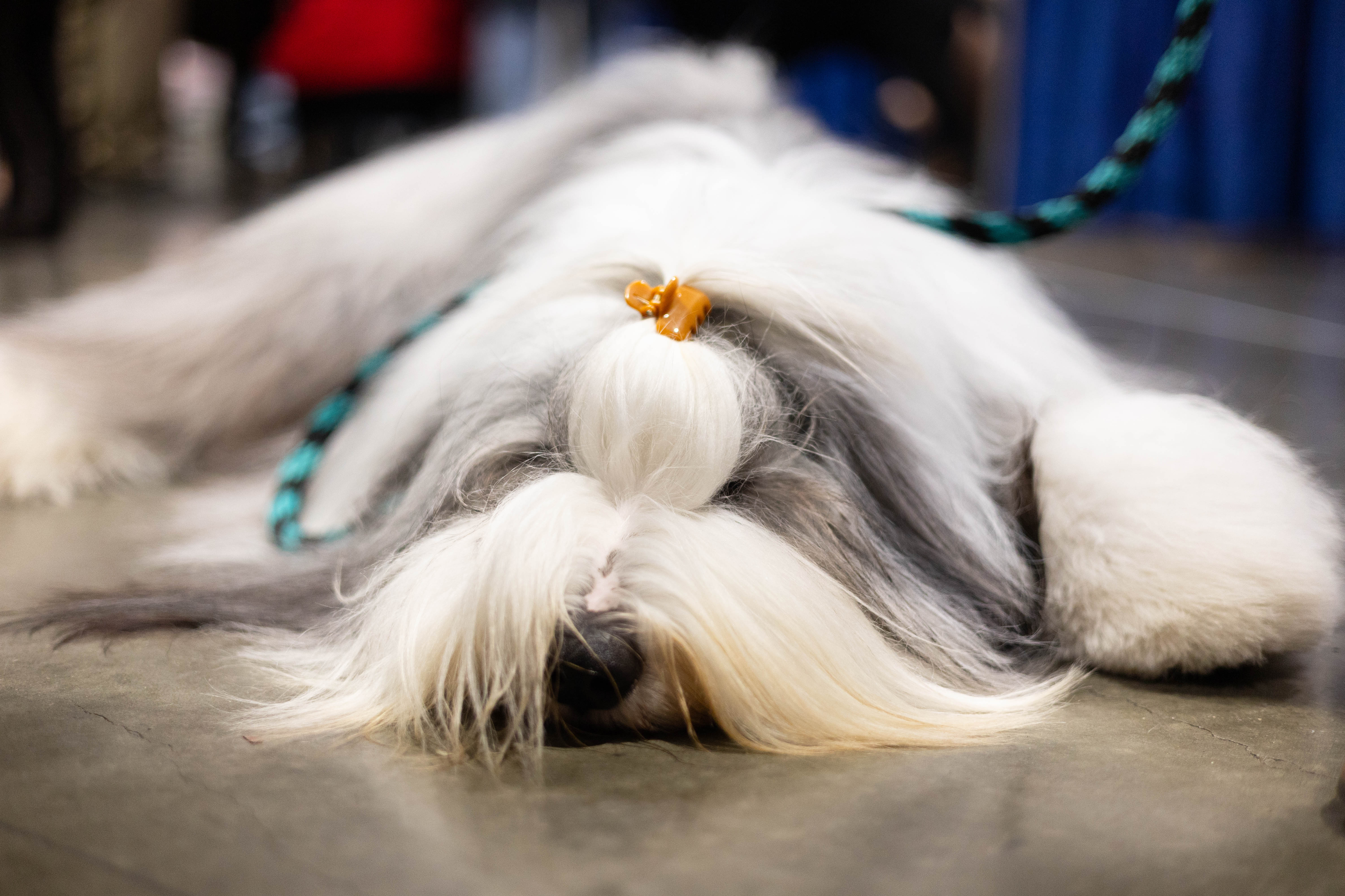 Rose City Classic Dog Show 2026 - oregonlive.com