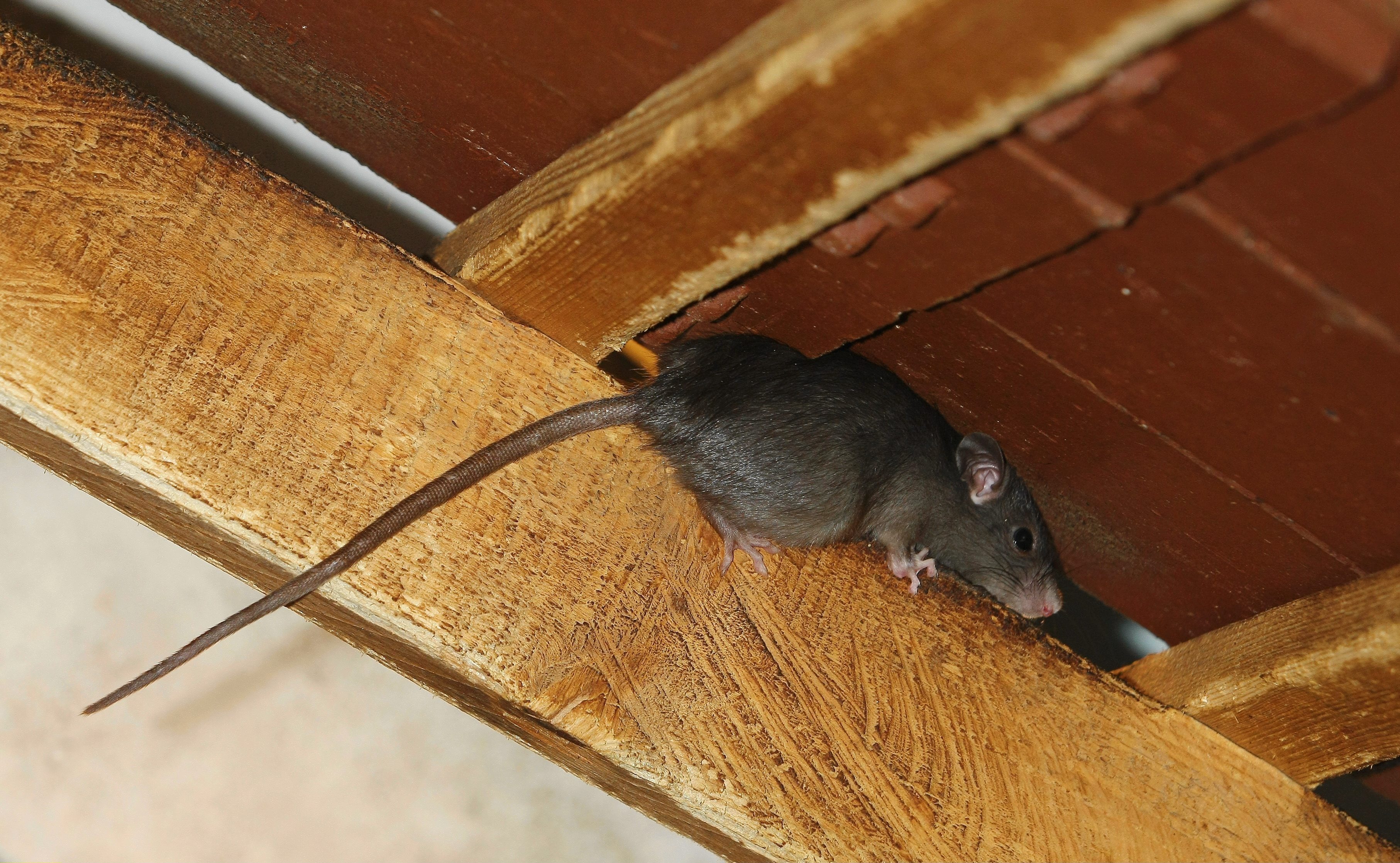 Invasive rats in the Portland metro - oregonlive.com