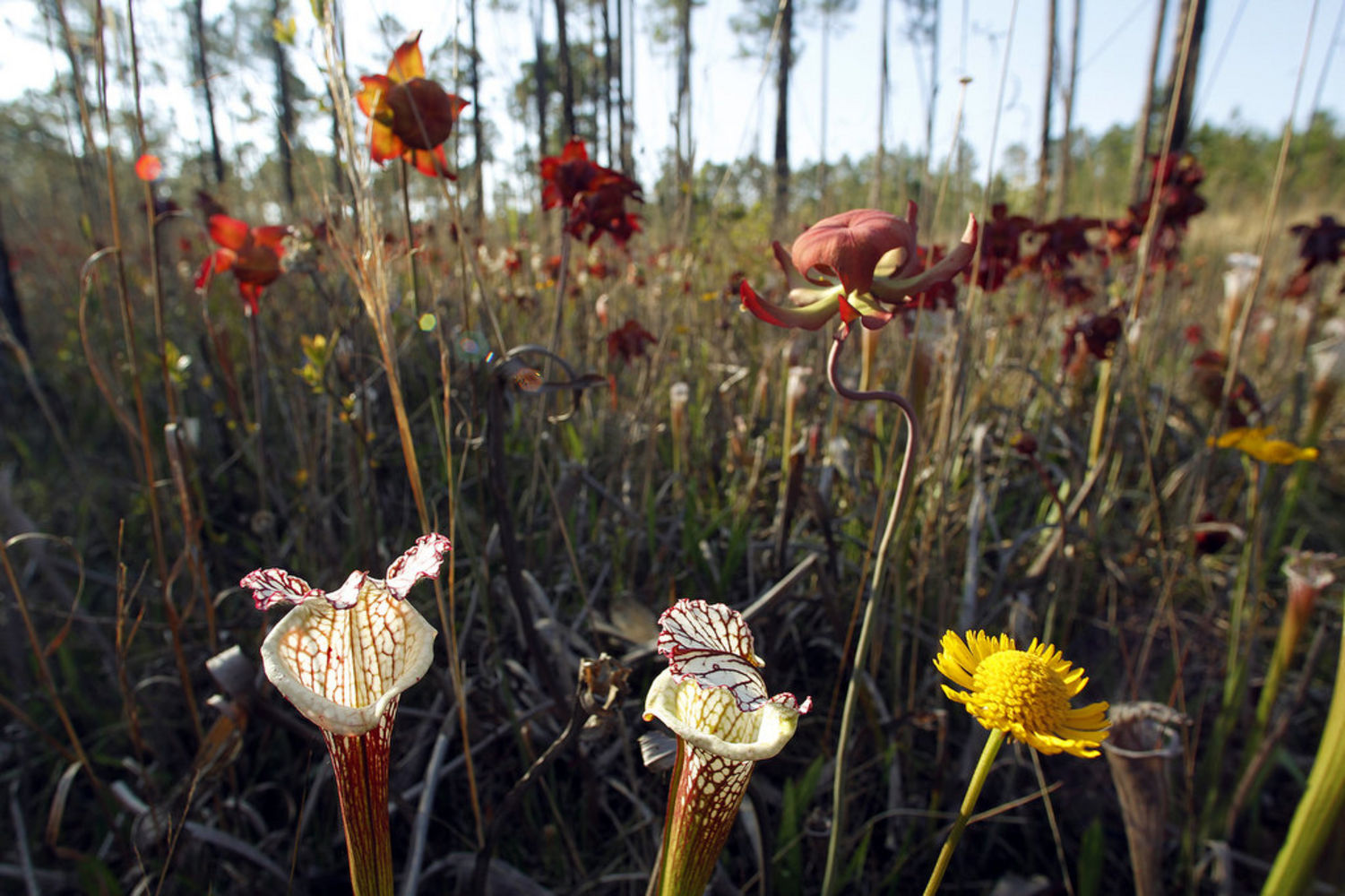 Alabama’s Mobile River Basin being destroyed in a silent massacre