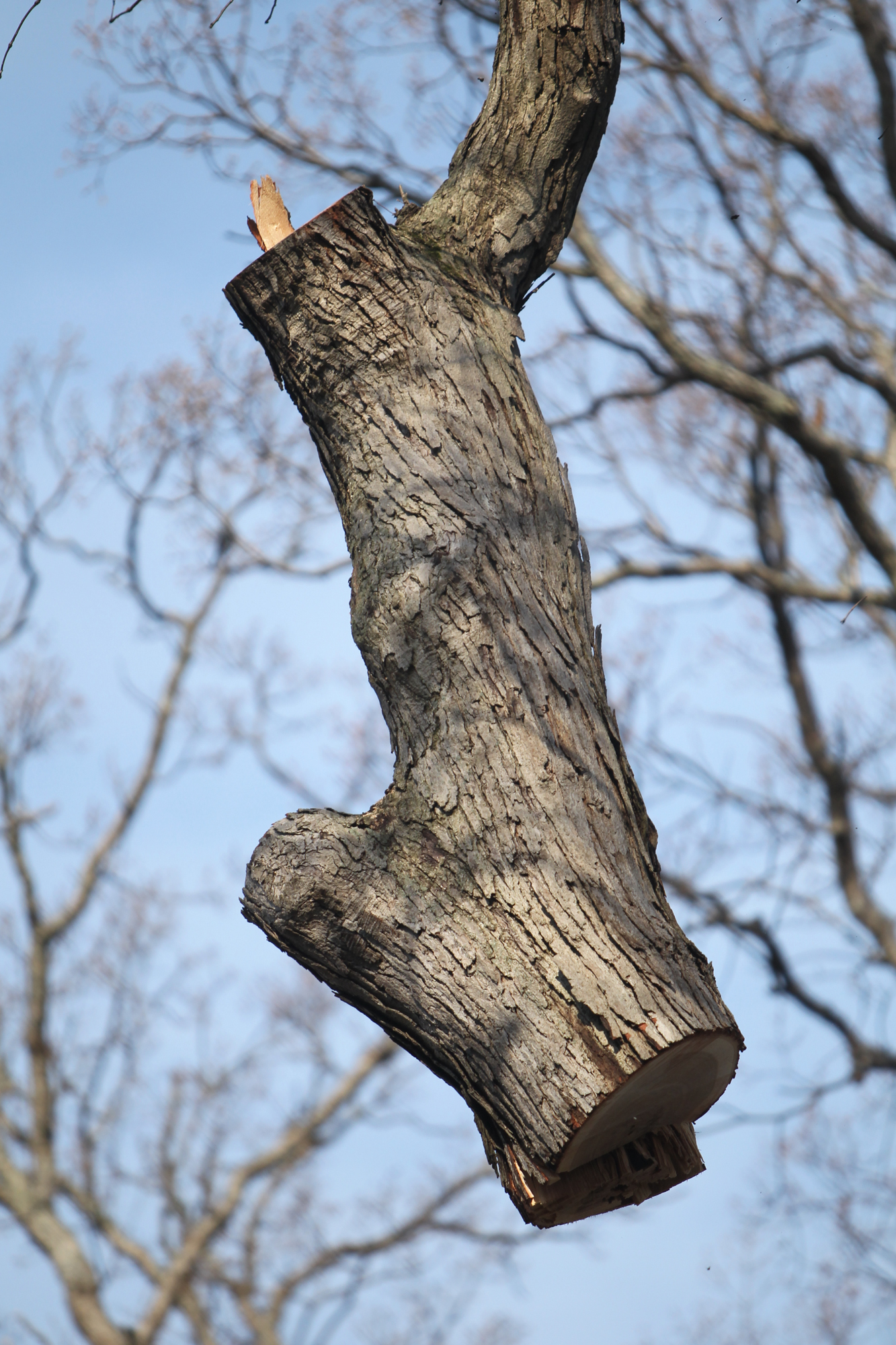 350-year-old oak tree cut down in Bay Village - cleveland.com