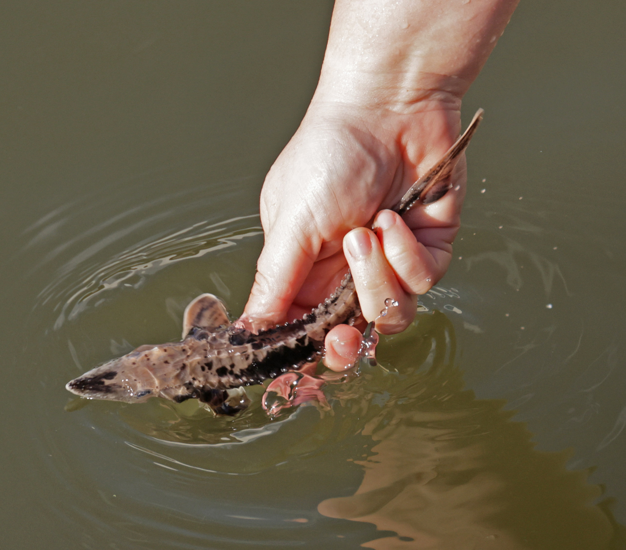 Lake sturgeon released into Cuyahoga River - cleveland.com