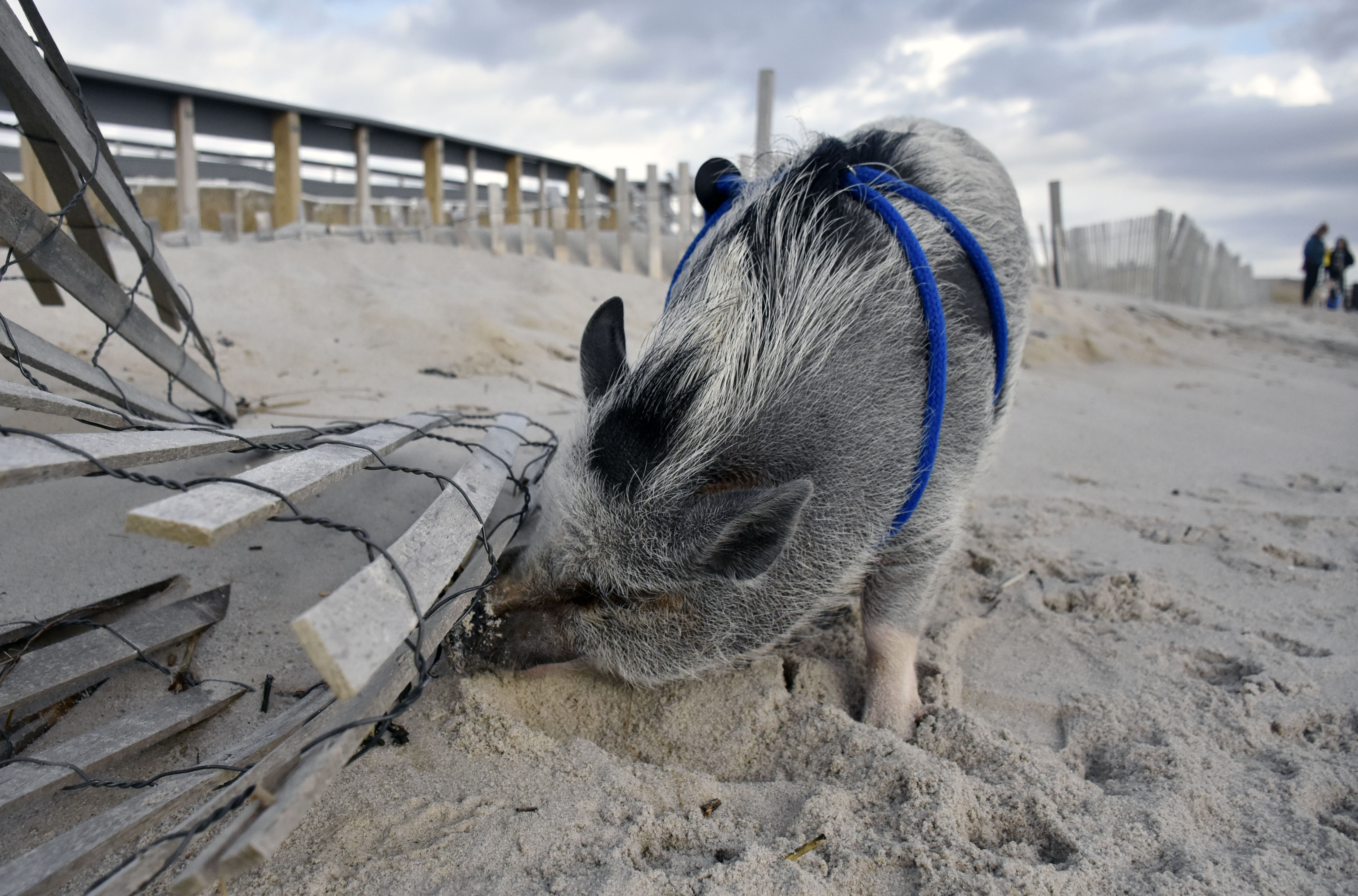 Mini Pig Hamlette Helps with Clean Ocean Action Beach Sweeps Cleanup ...