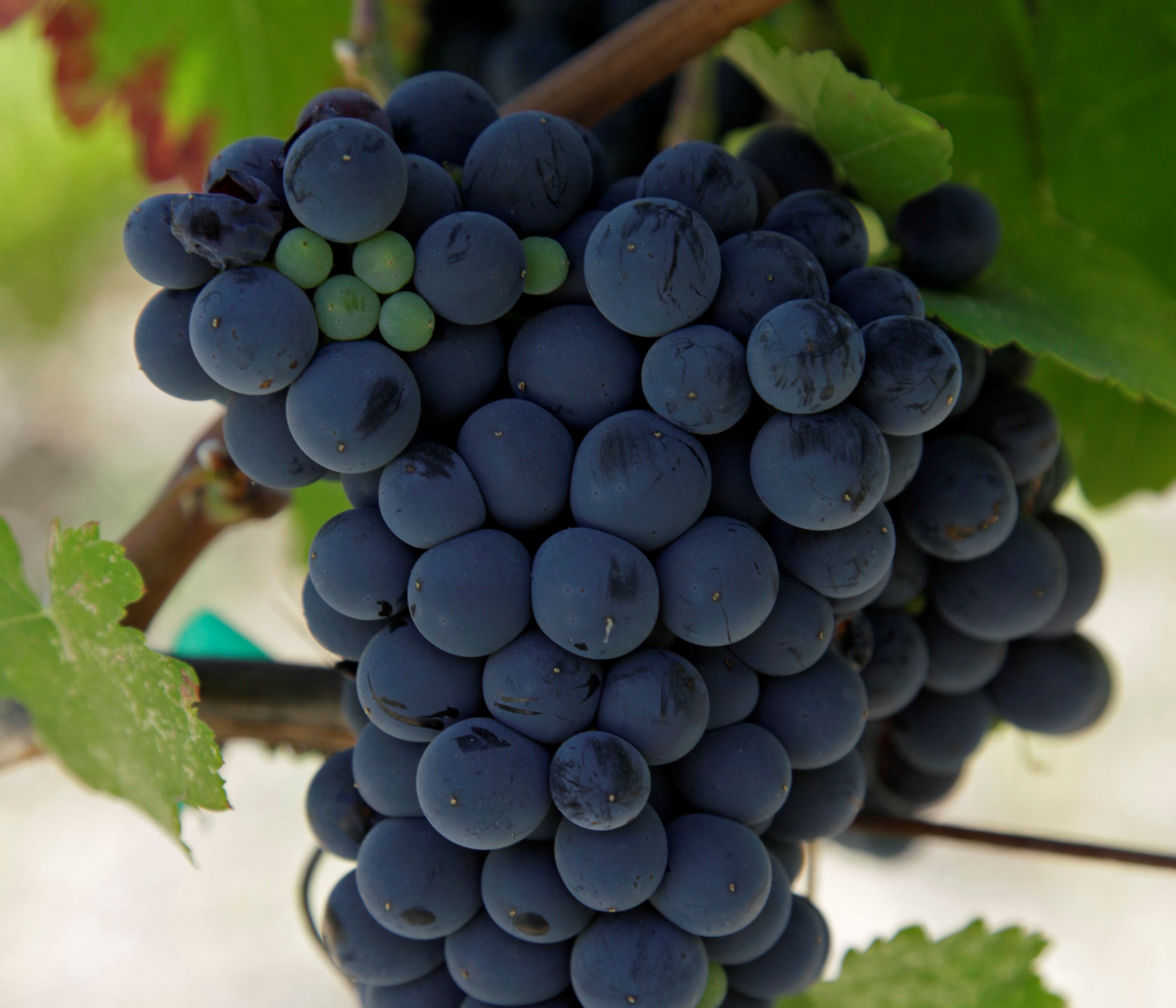North Coast Wine Club to crush grapes this weekend
