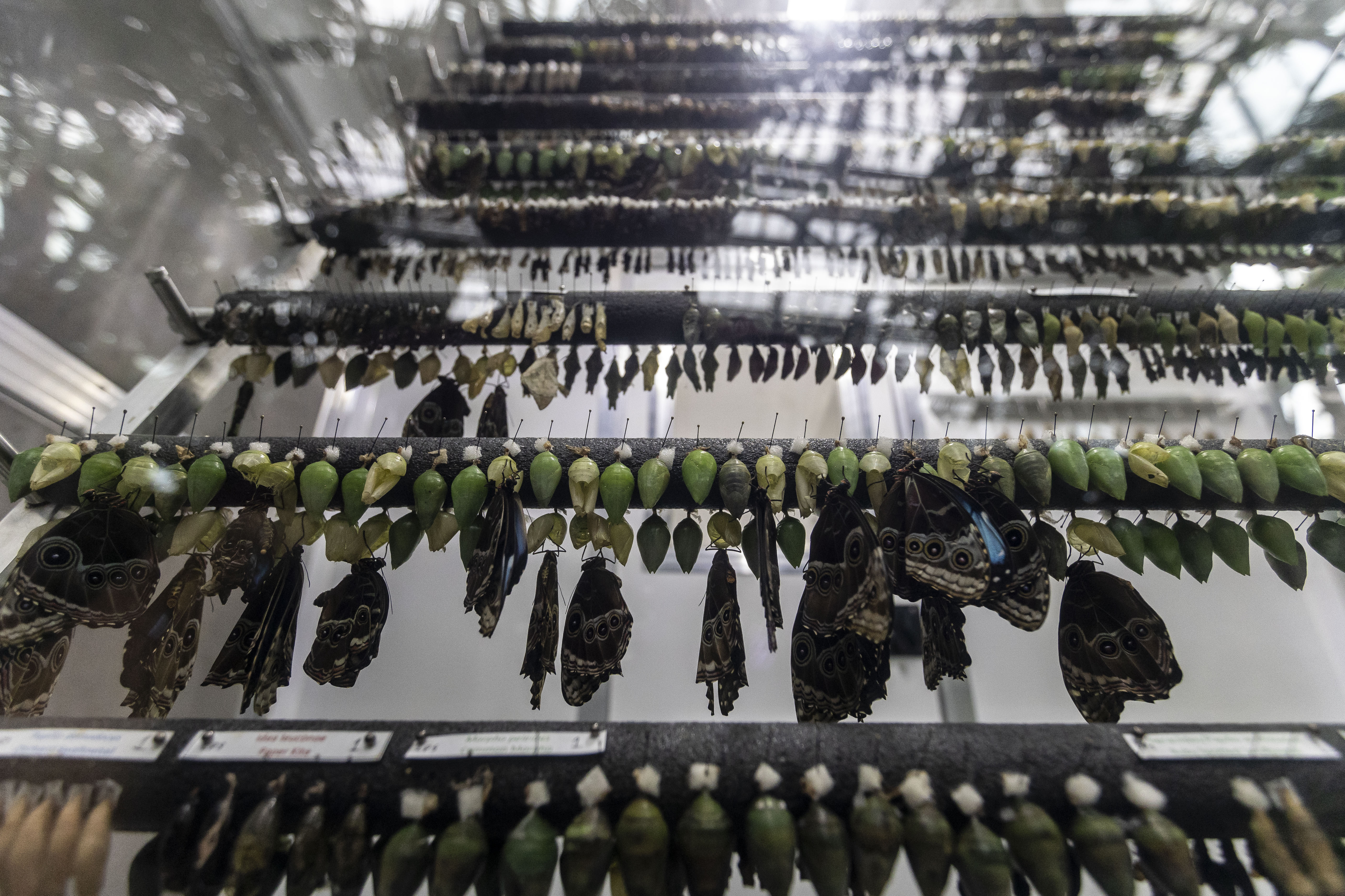 Thousands of tropical butterflies unveil elegance, beauty at Meijer ...