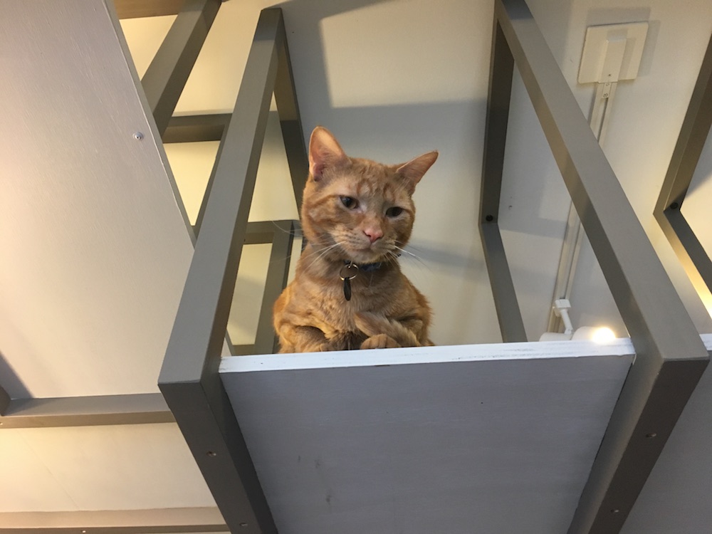 AffoGATO cat café - cleveland.com