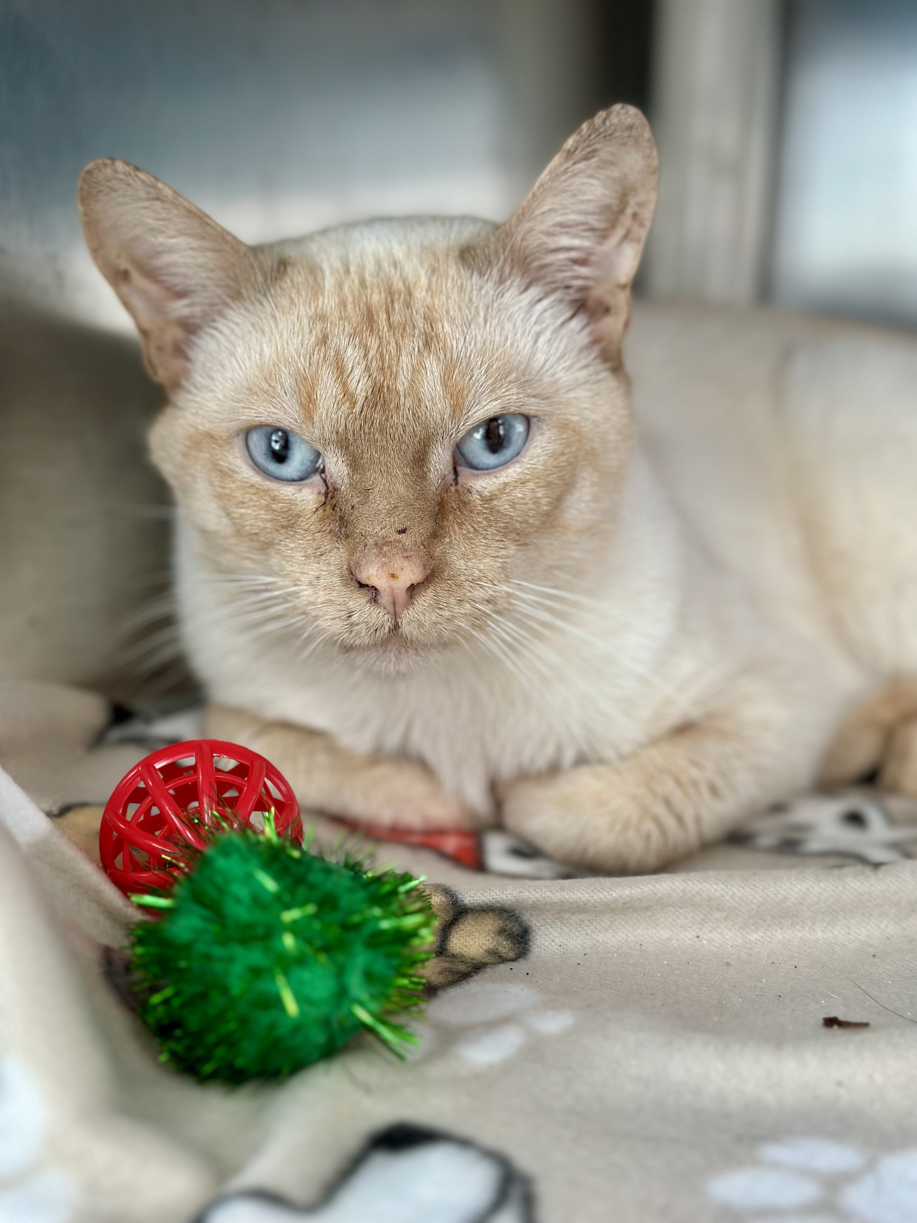 Dozens of cats rescued from 'overcrowded and unsanitary conditions' in ...