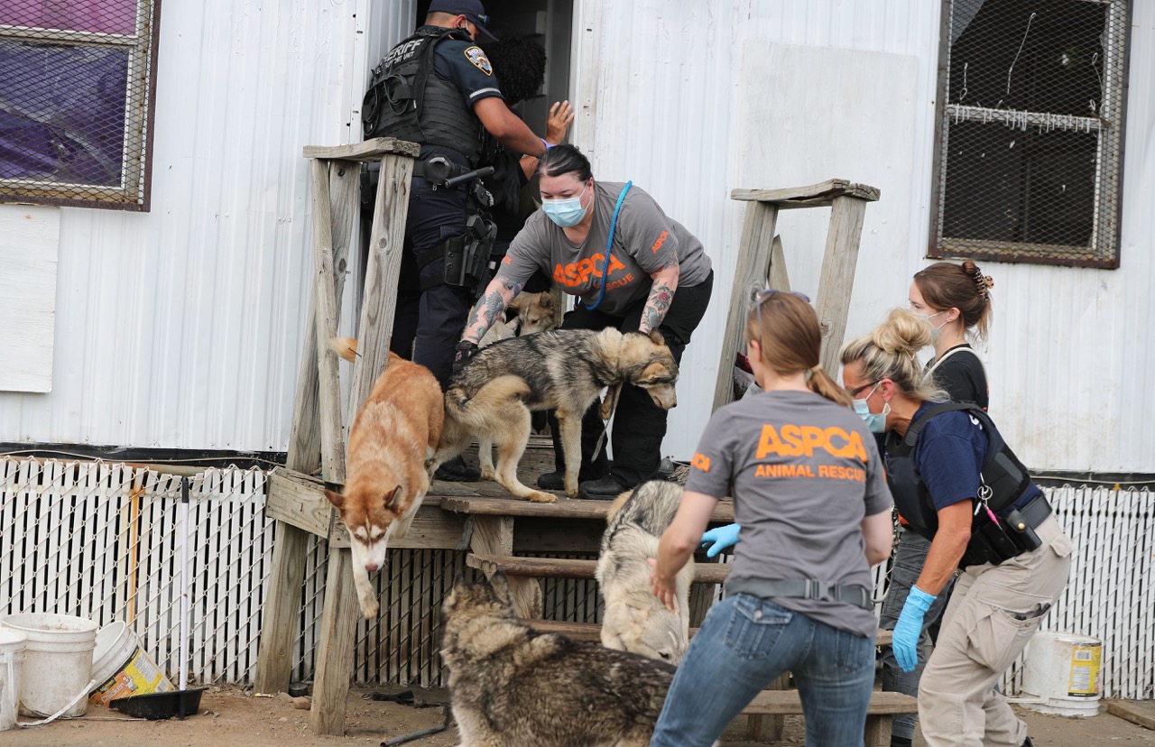 Husky dogs removed by NYC Sheriff’s deputies and the ASPCA on Staten ...