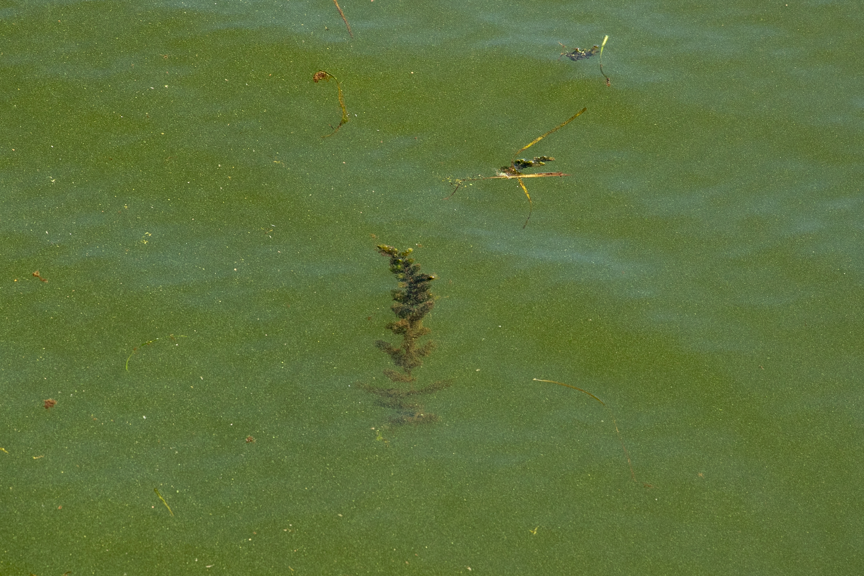 Algae bloom on Muskegon Lake - mlive.com