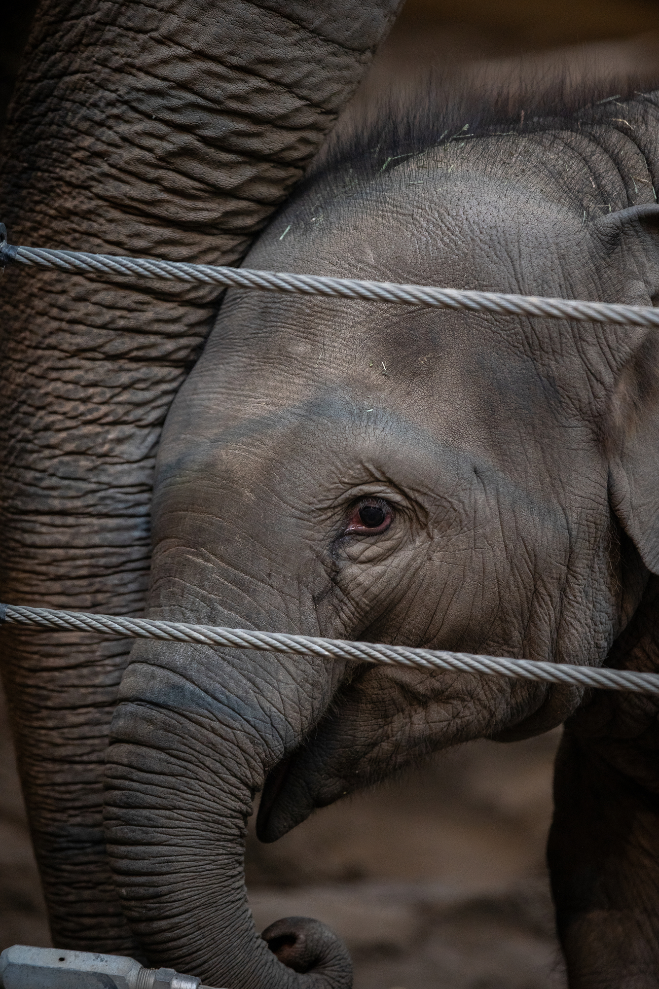 Tula-Tu’s first birthday at the Oregon Zoo - oregonlive.com