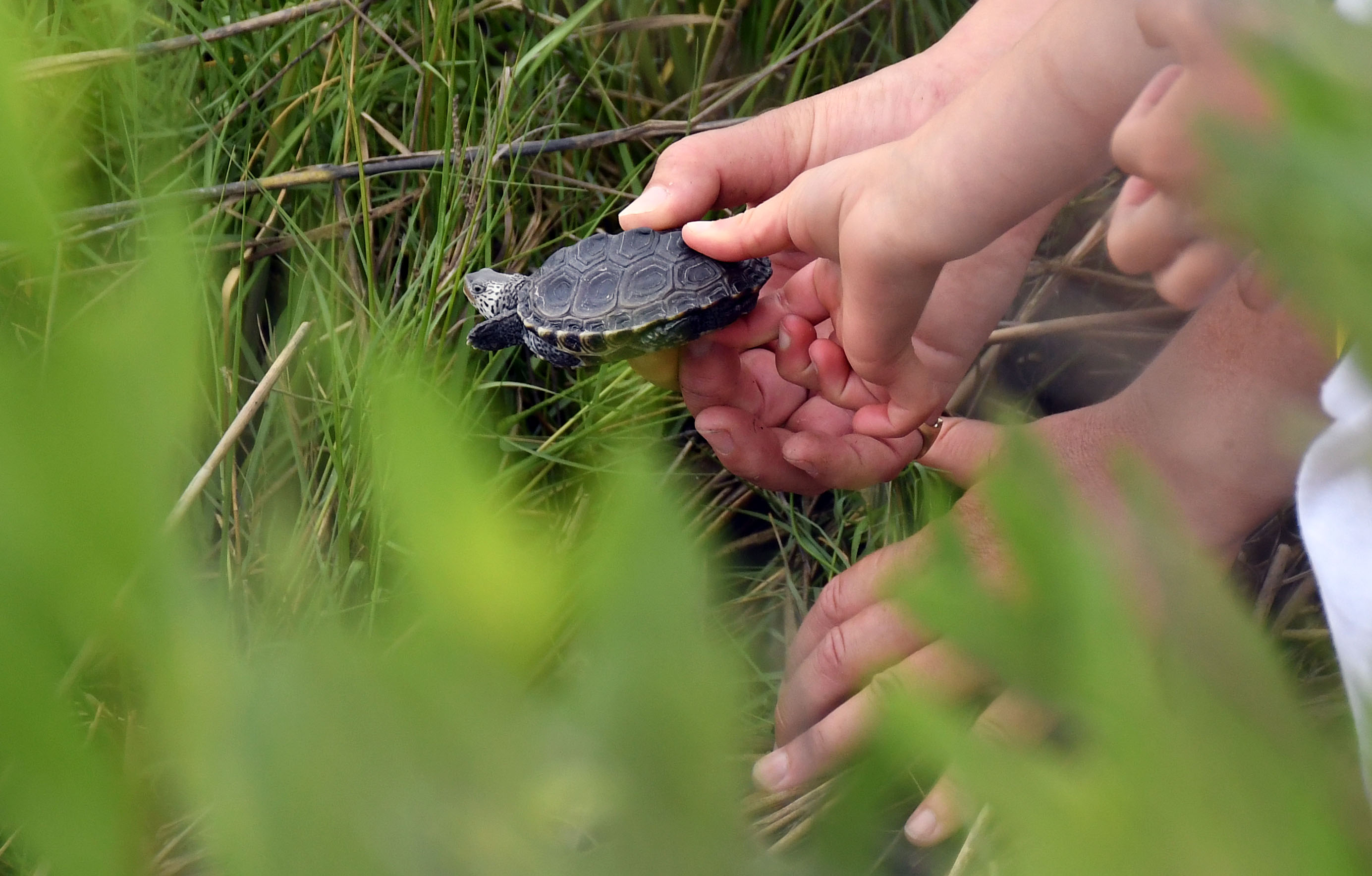 Stockton terrapins released into the marshes of Cape May County - nj.com