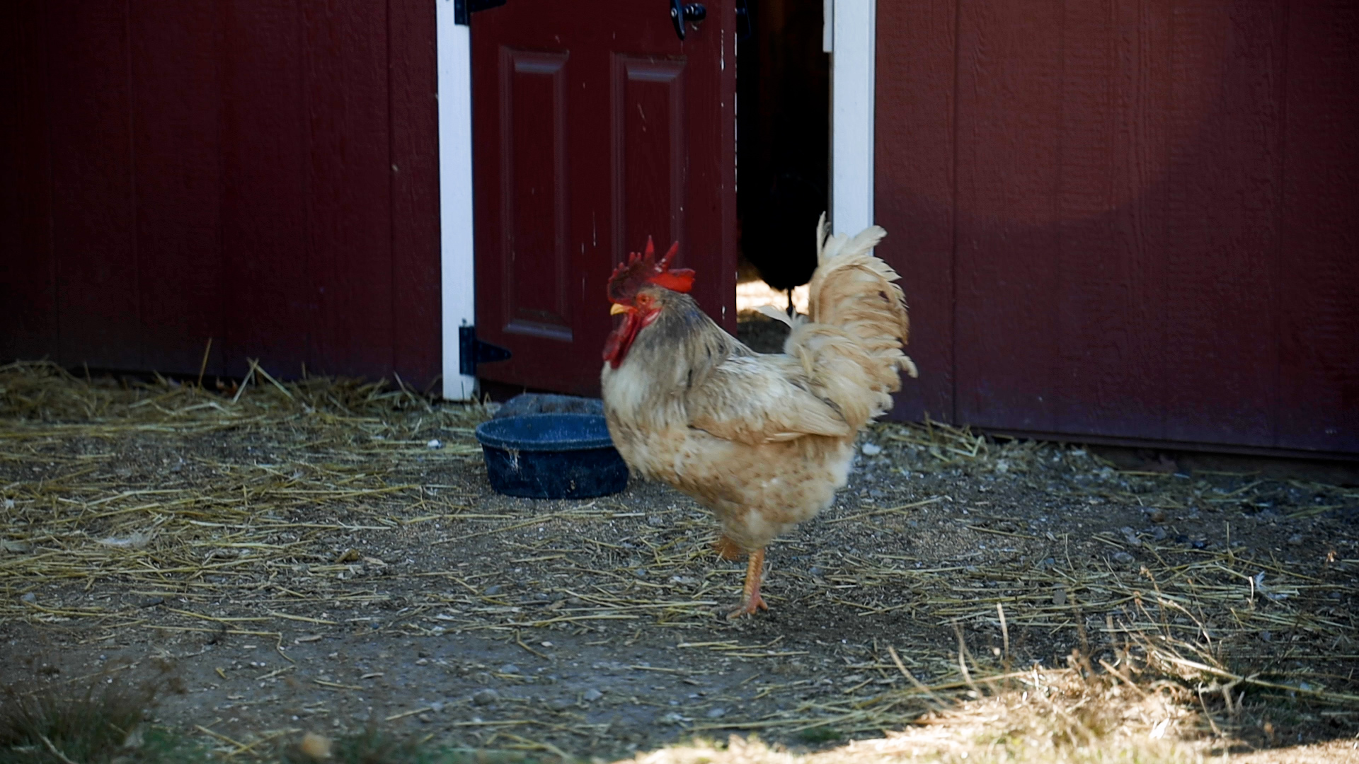 Rescued farmed animals live the good life at The Barn Sanctuary - mlive.com