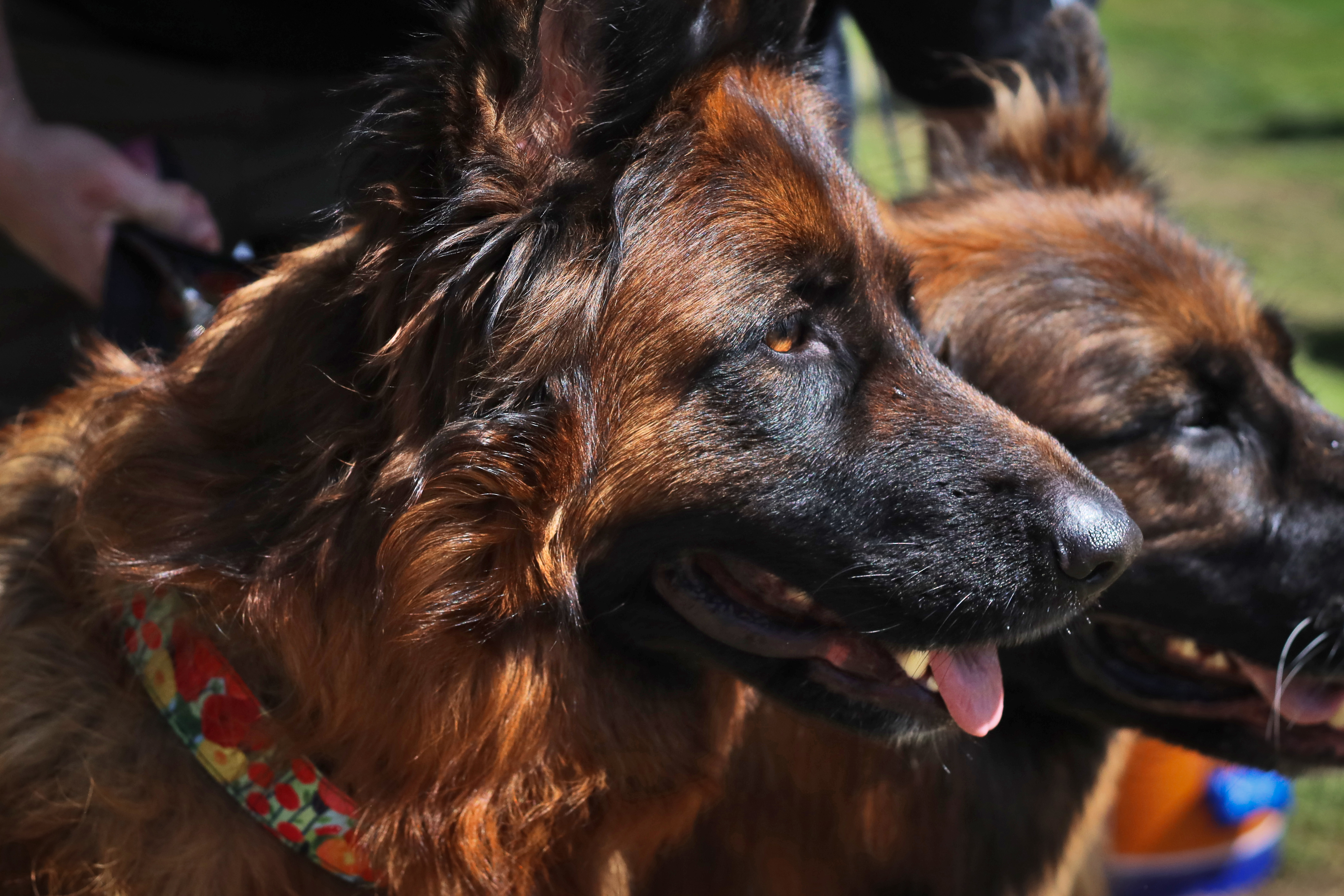 Oregon Humane Society Doggie Dash 2025 - oregonlive.com