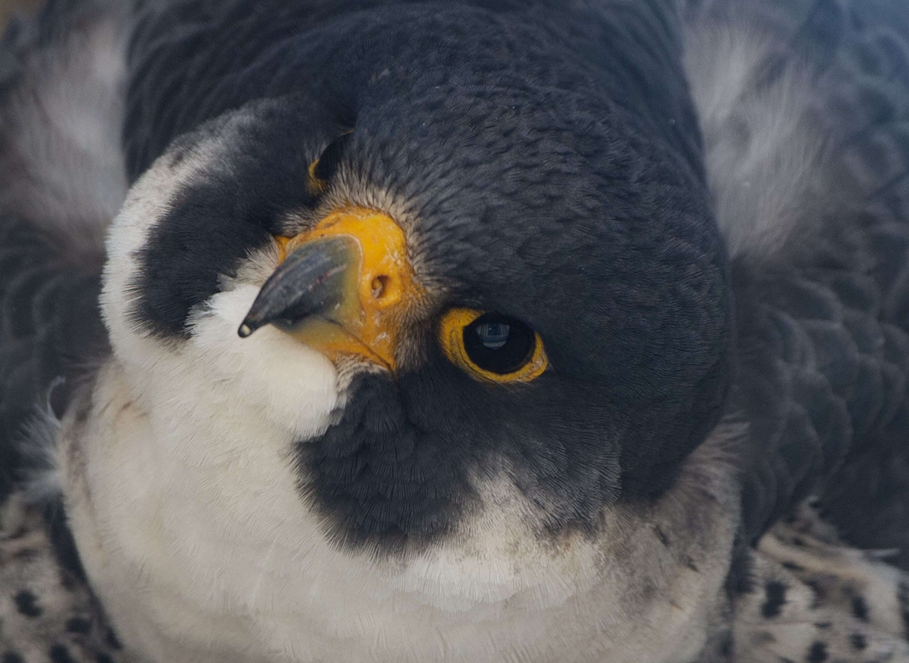 Peregrine falcon eggs hatch at Jackson County Tower Building. - mlive.com