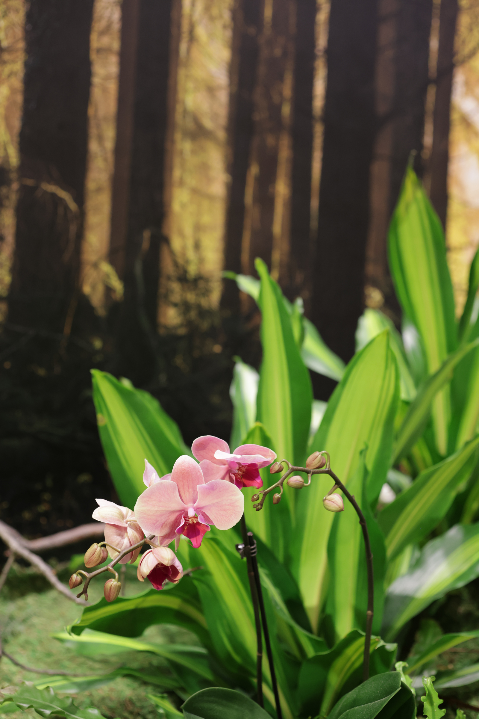 Orchids Forever: Golden Hour at the Cleveland Botanical Garden ...