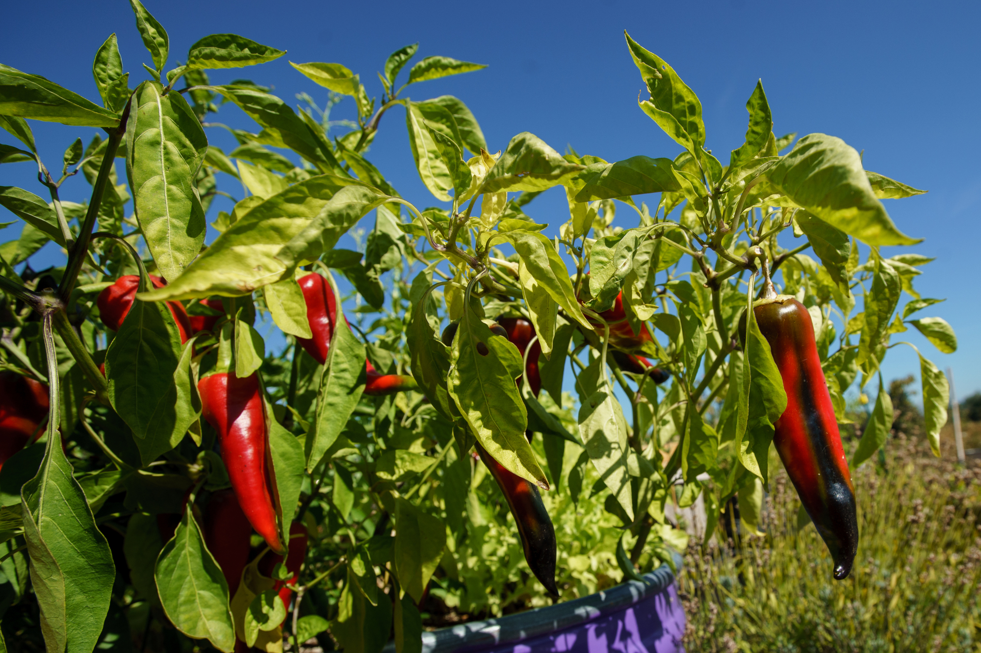 Native American Youth and Family Center's community garden - oregonlive.com