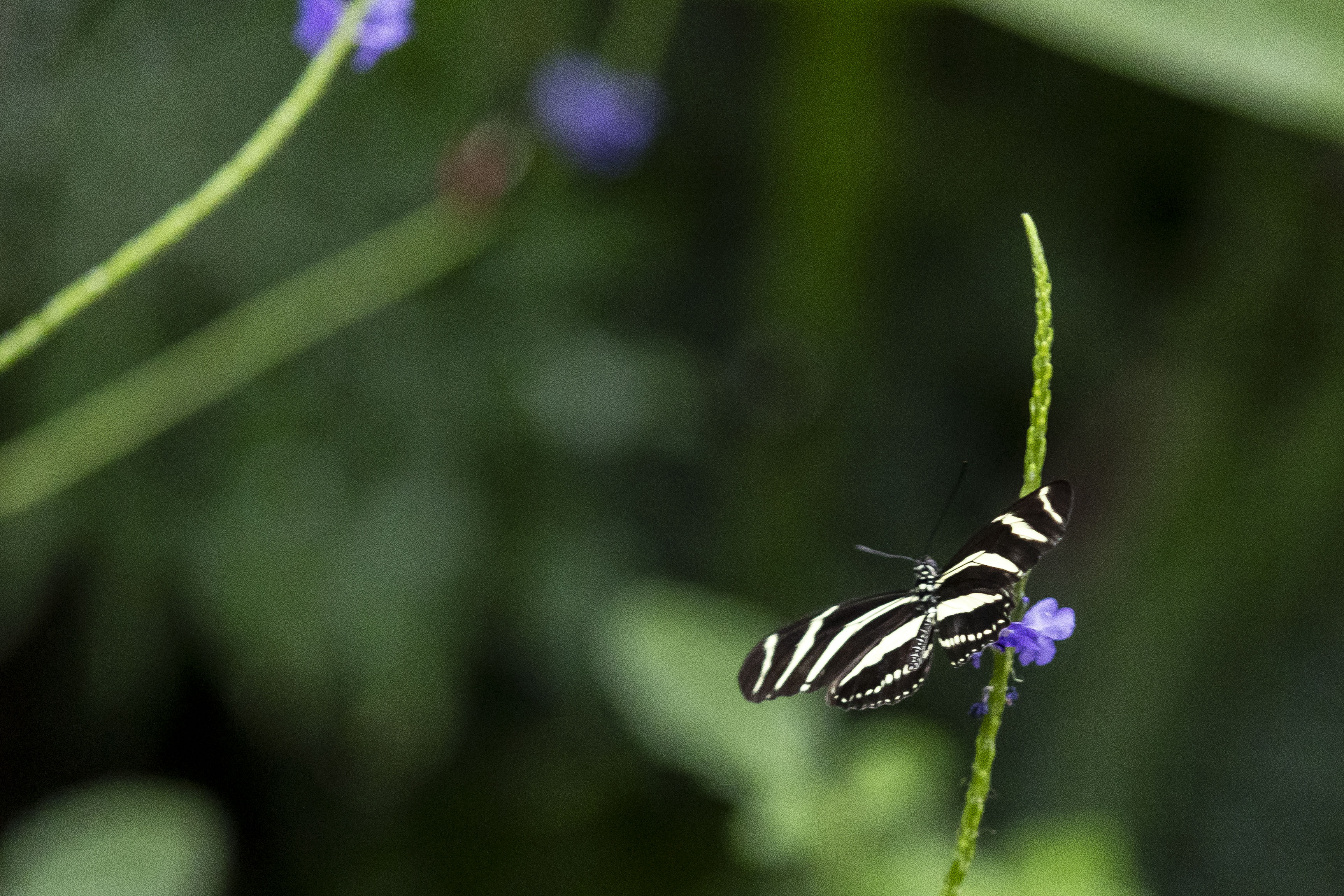 Thousands of tropical butterflies unveil elegance, beauty at Meijer ...