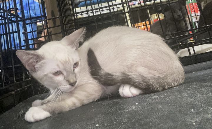N.J. pets in need: June 28, 2021 - nj.com