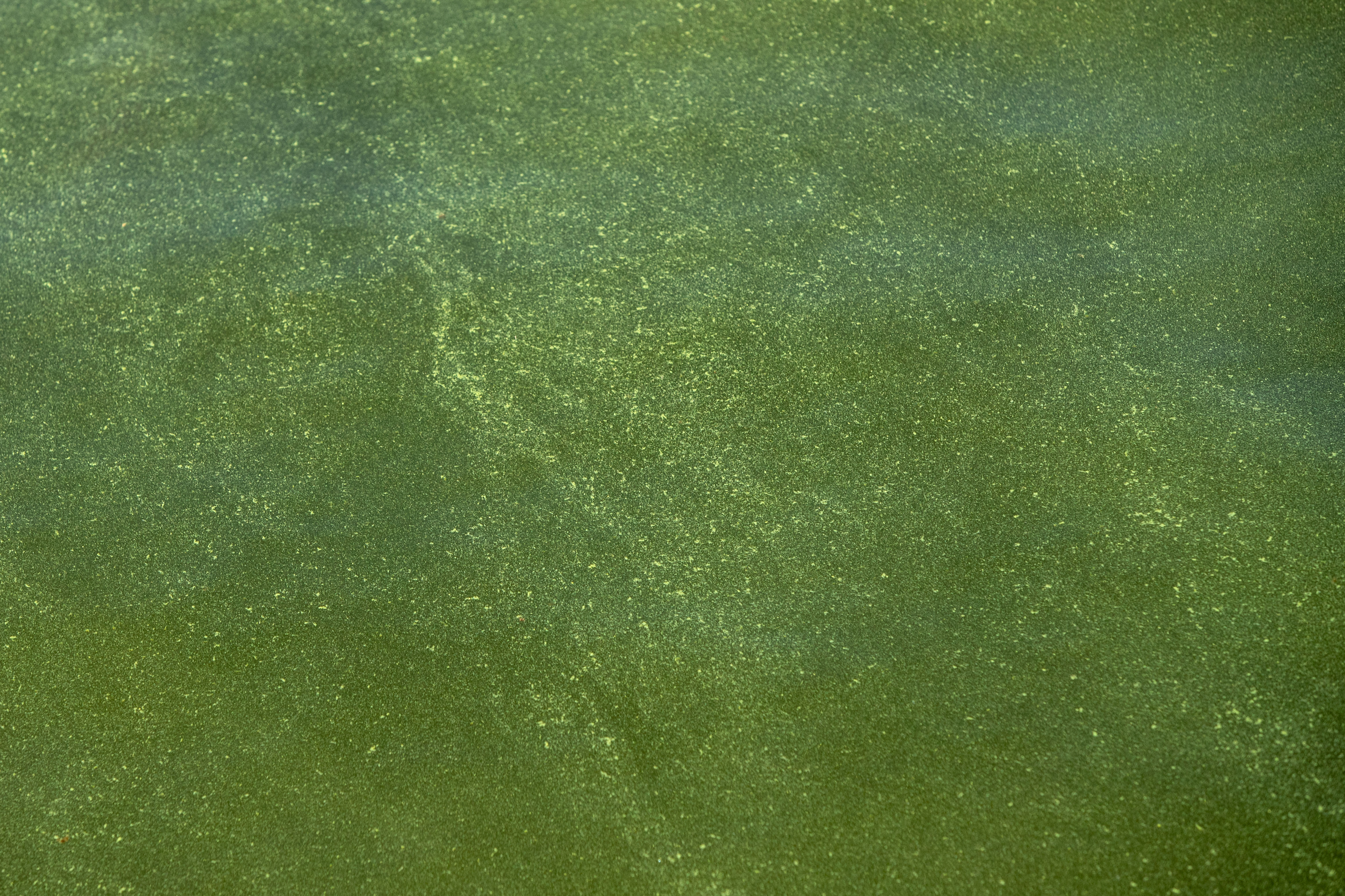 Algae bloom on Muskegon Lake - mlive.com