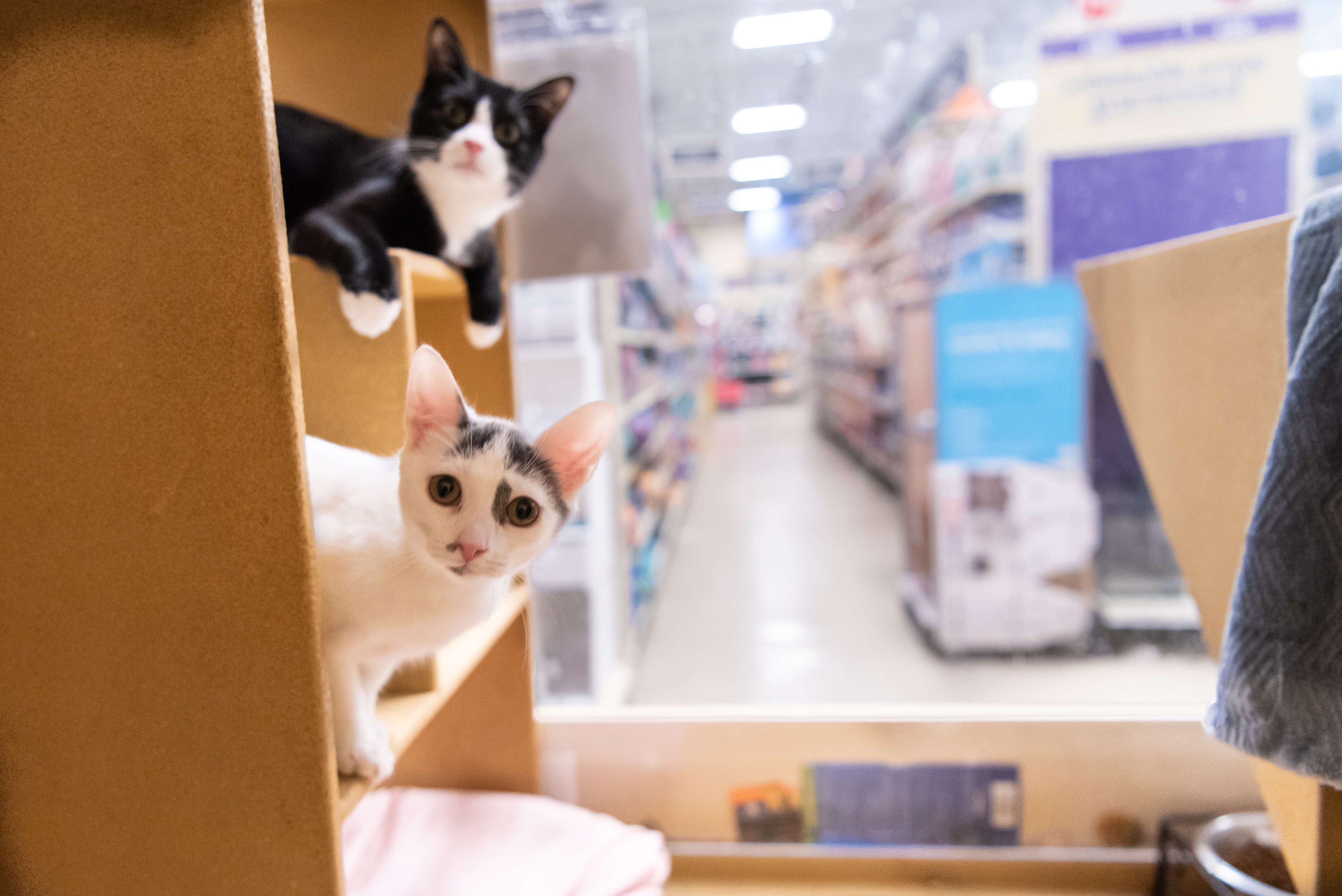 Animal adoption center at Secaucus PetSmart - nj.com